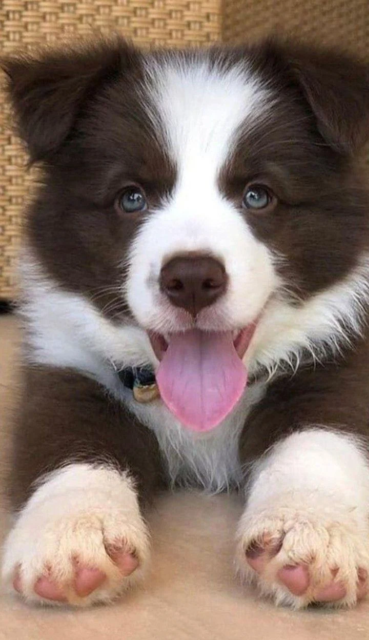 This Cute Pupper 🐶 | Scrolller