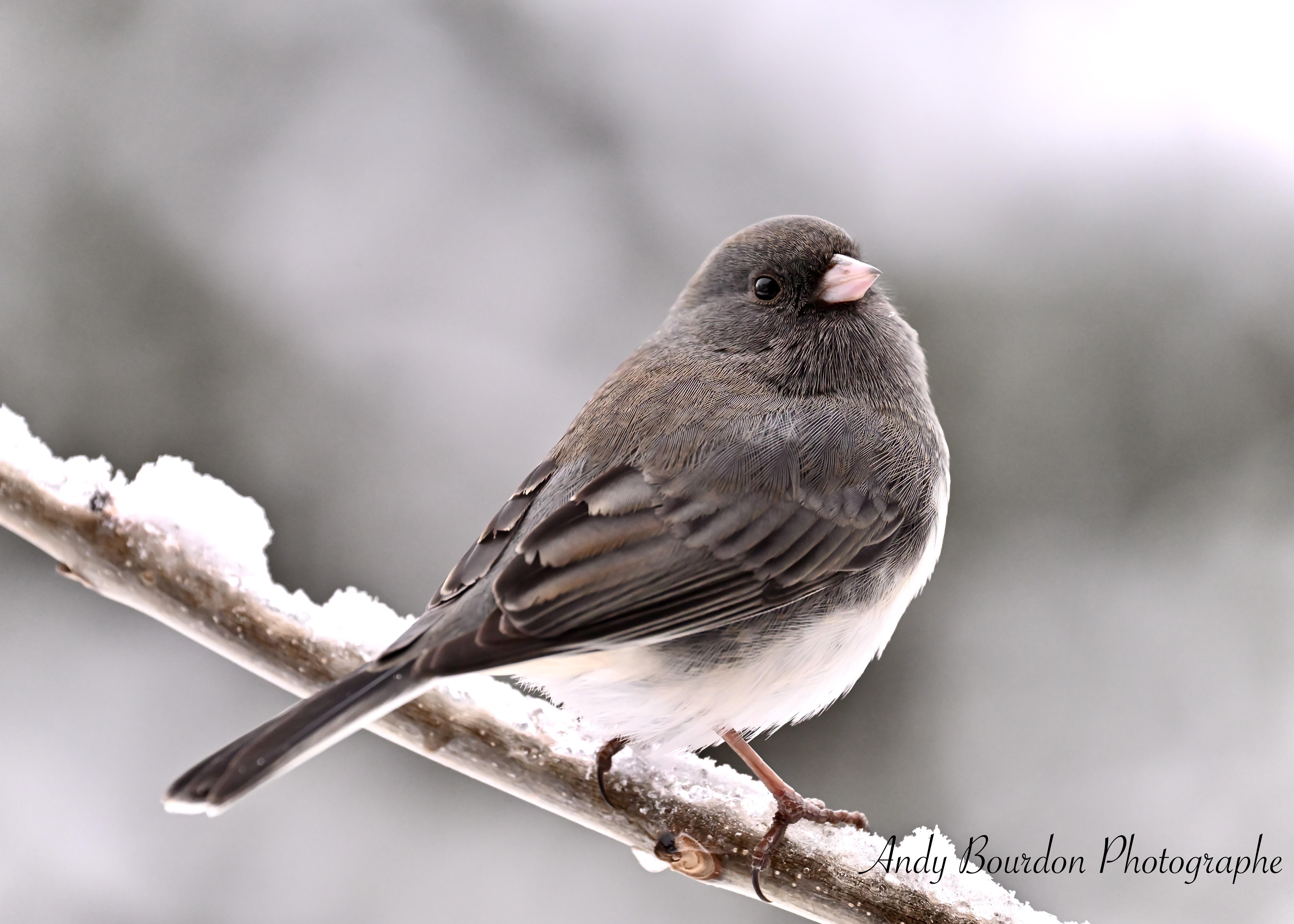 Dark-eyed junco (slate coloured) | Scrolller