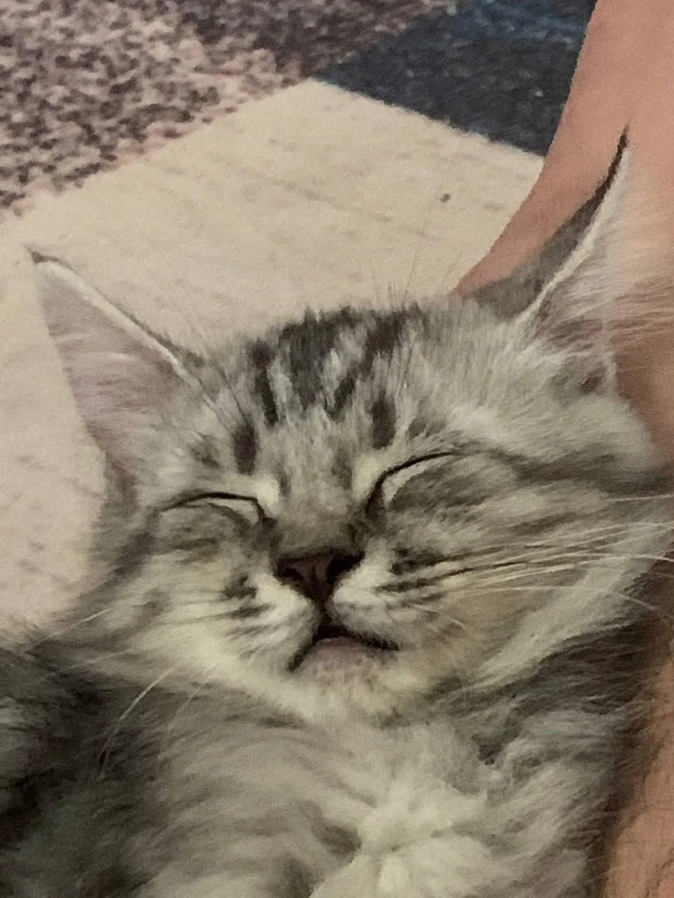 Meet Coco :) | Scrolller