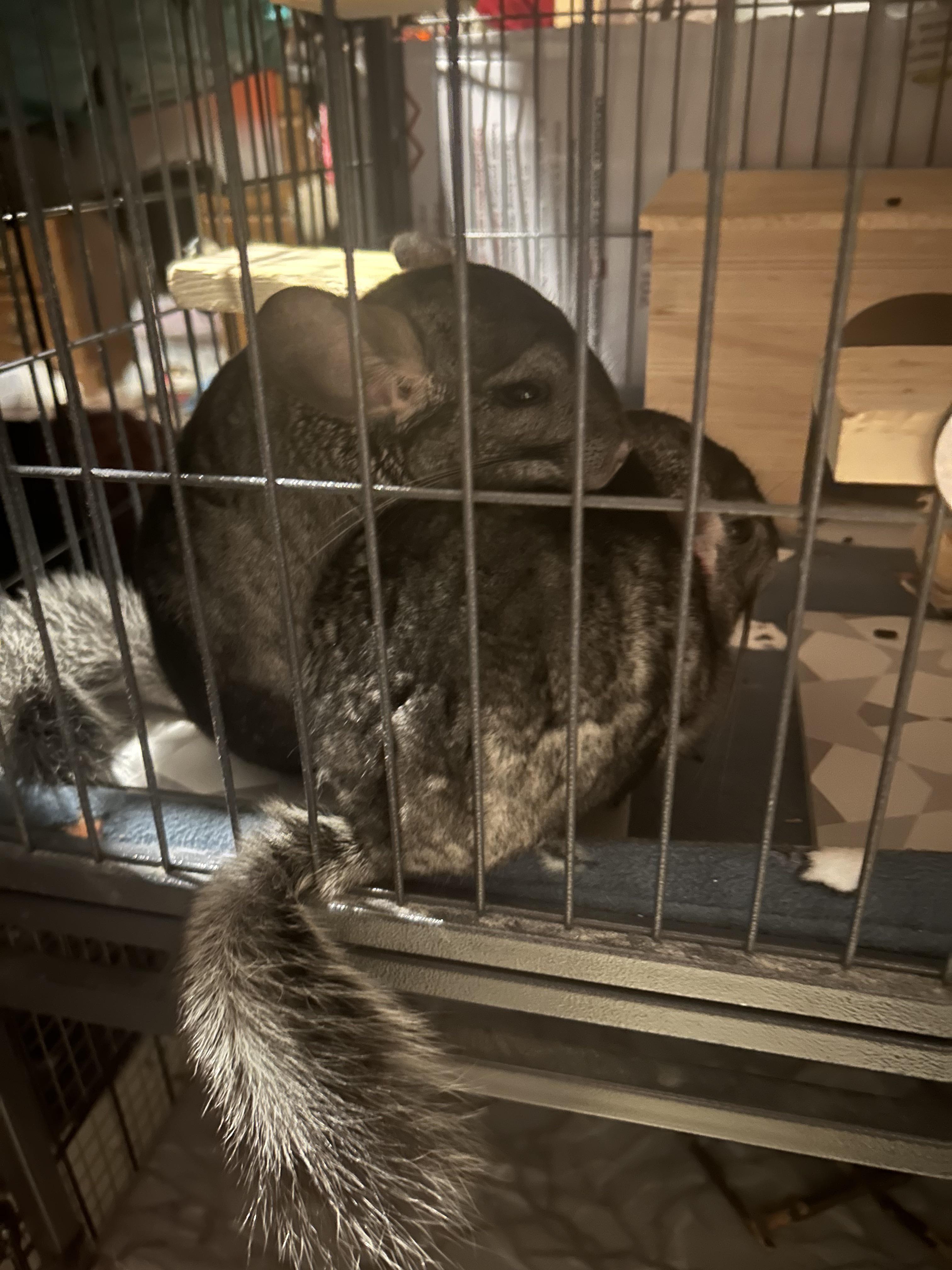 Winchester and Wendigo cuddle puddle 🥺 | Scrolller