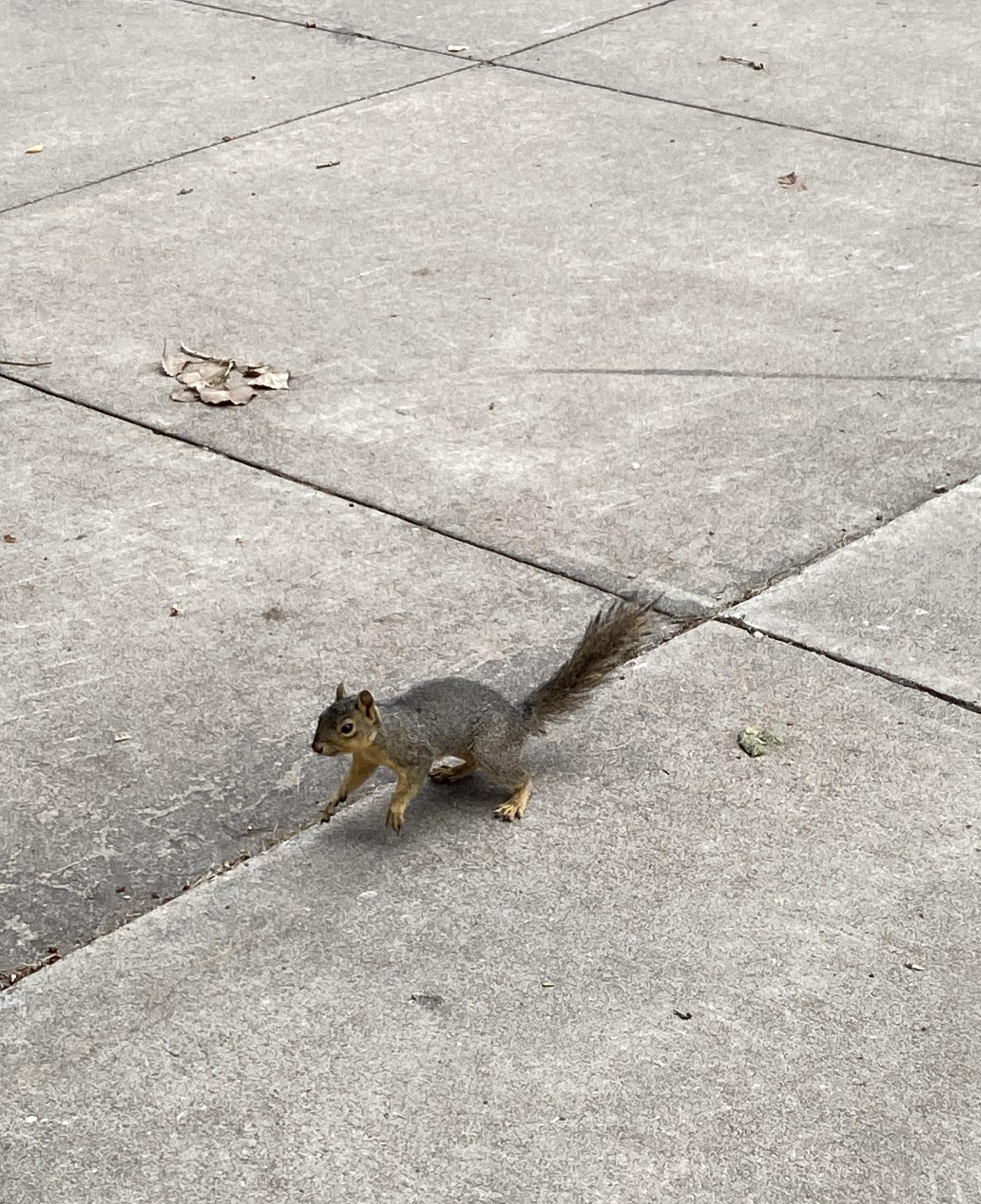 Squirrel!!! | Scrolller