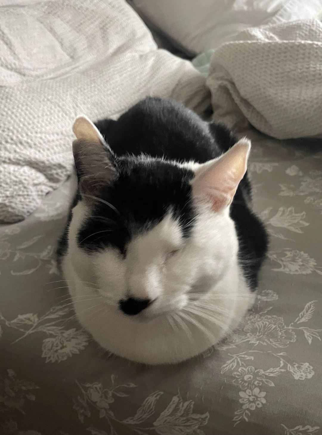 My Sweet Little Toph Scrolller