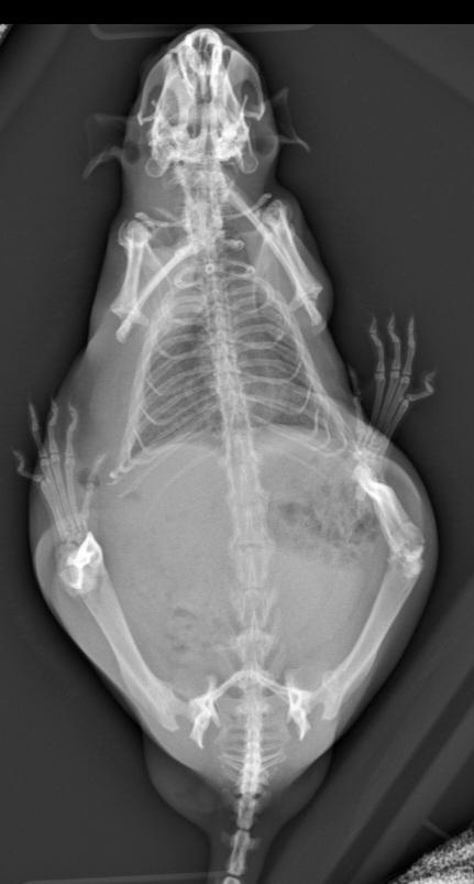 Rat X-Ray. | Scrolller