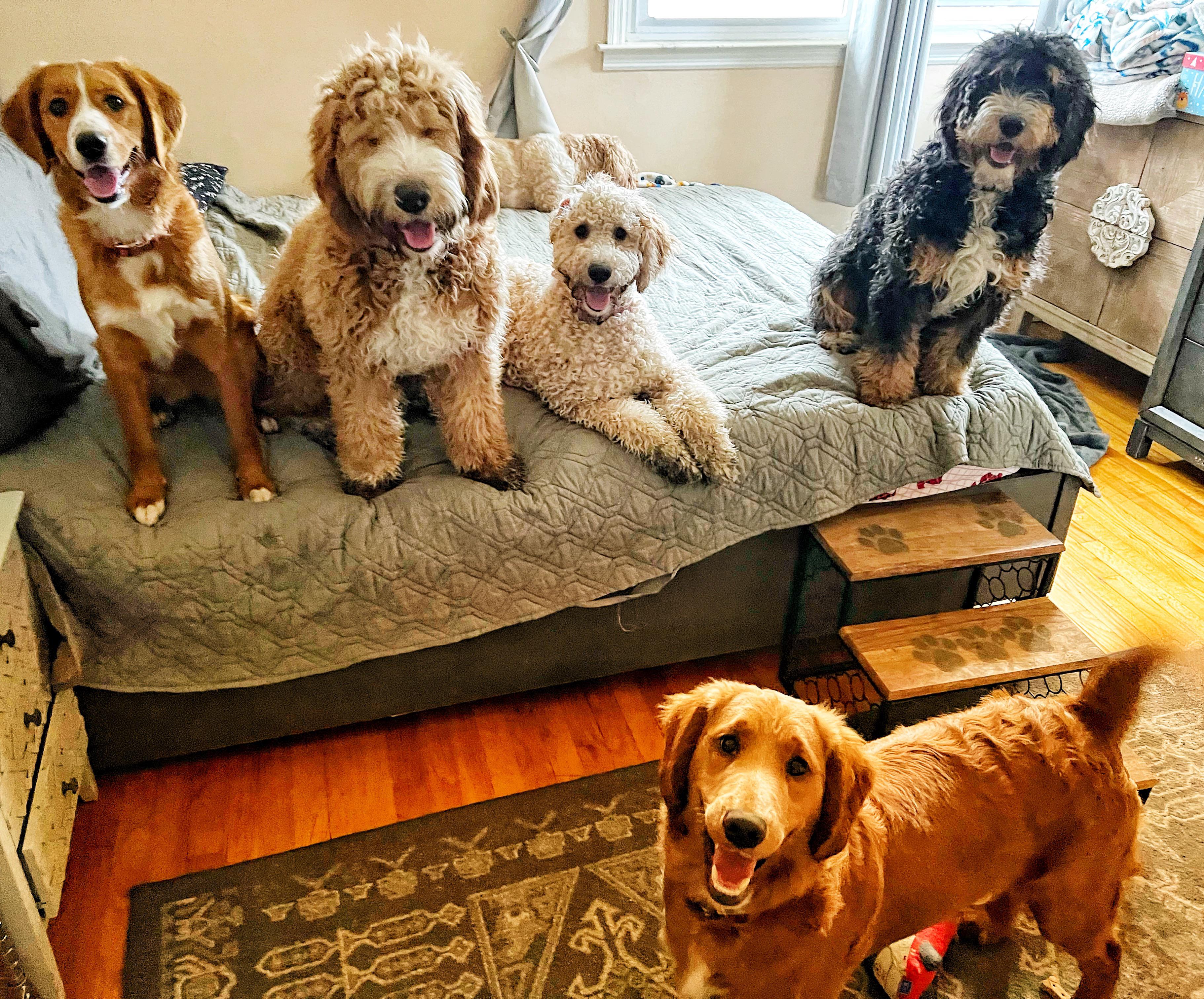 Brothers and sisters ! Ellie, Thor, Gypsy,Dorothy,Benjamin (OC) | Scrolller