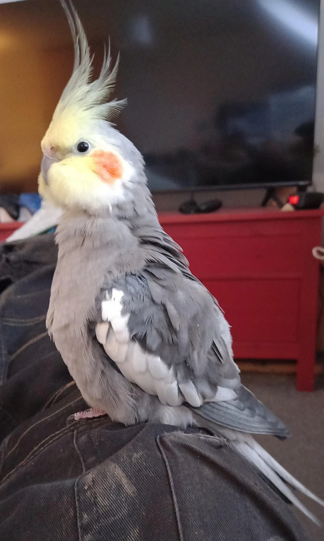 Maximum floof | Scrolller