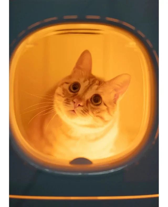 So Cute Scrolller 8309