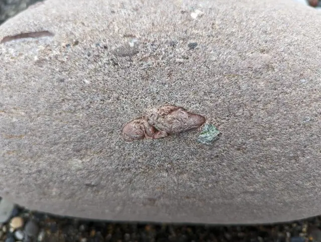 Discover more like FossilPorn: South-West Ireland on a rocky beach and Related Content | Scrolller