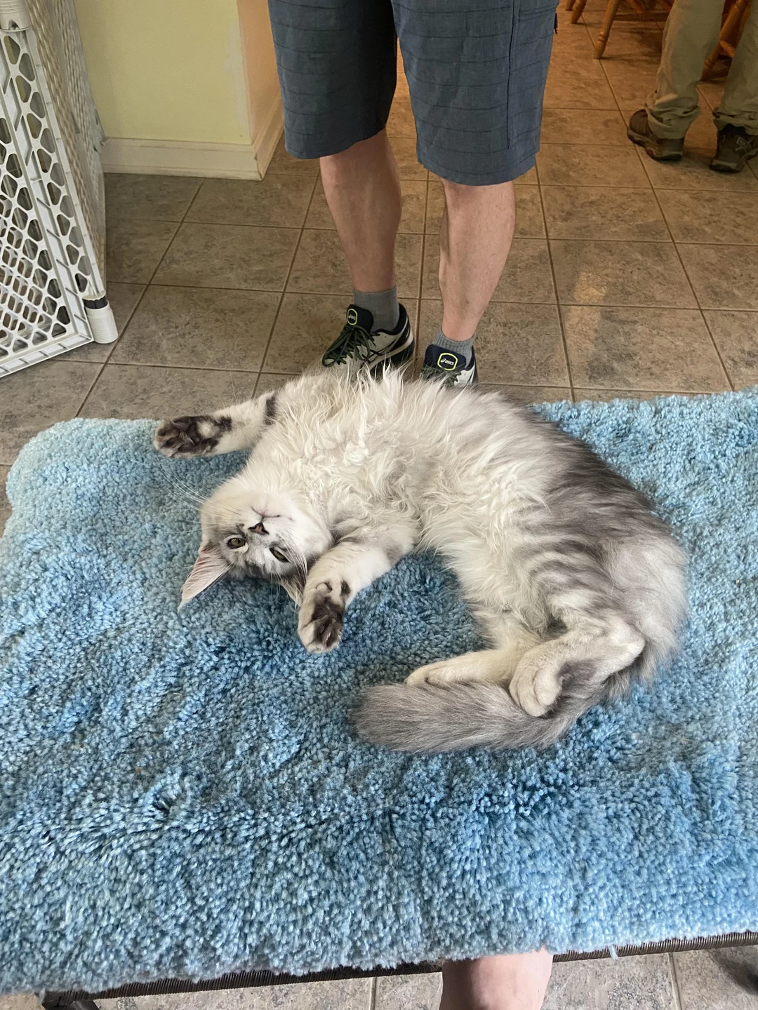 Professional Napper Nova | Scrolller