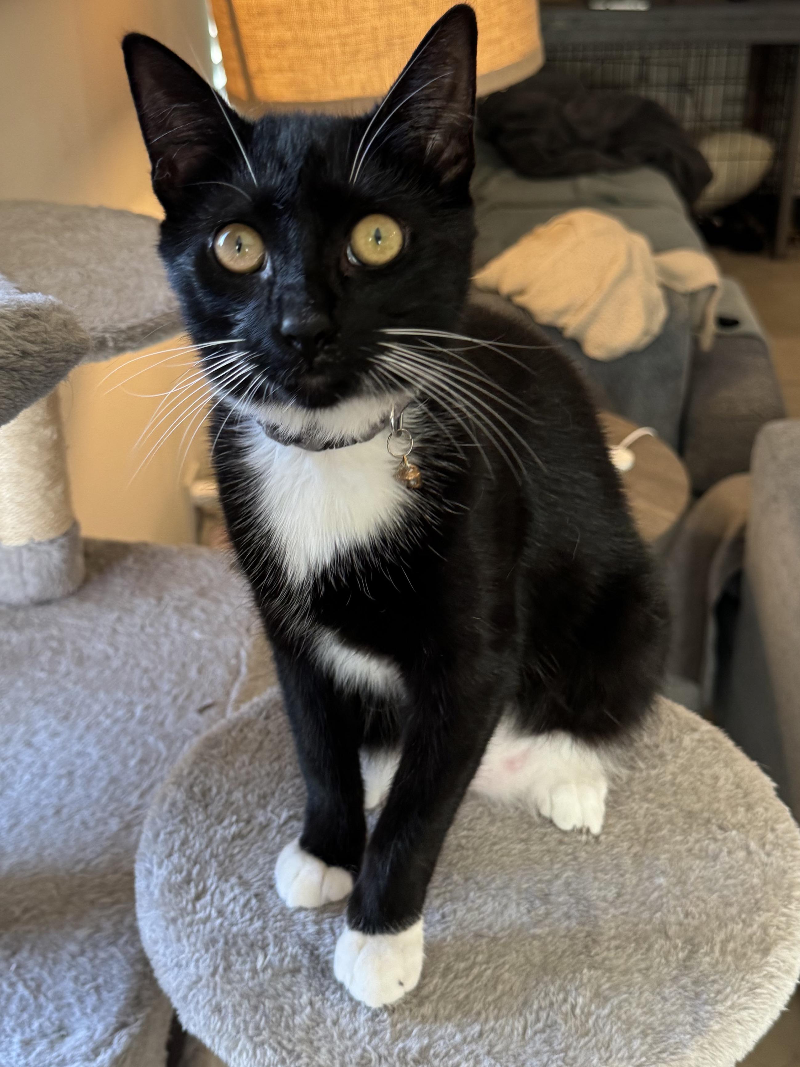 Our handsome boy, Jack. | Scrolller