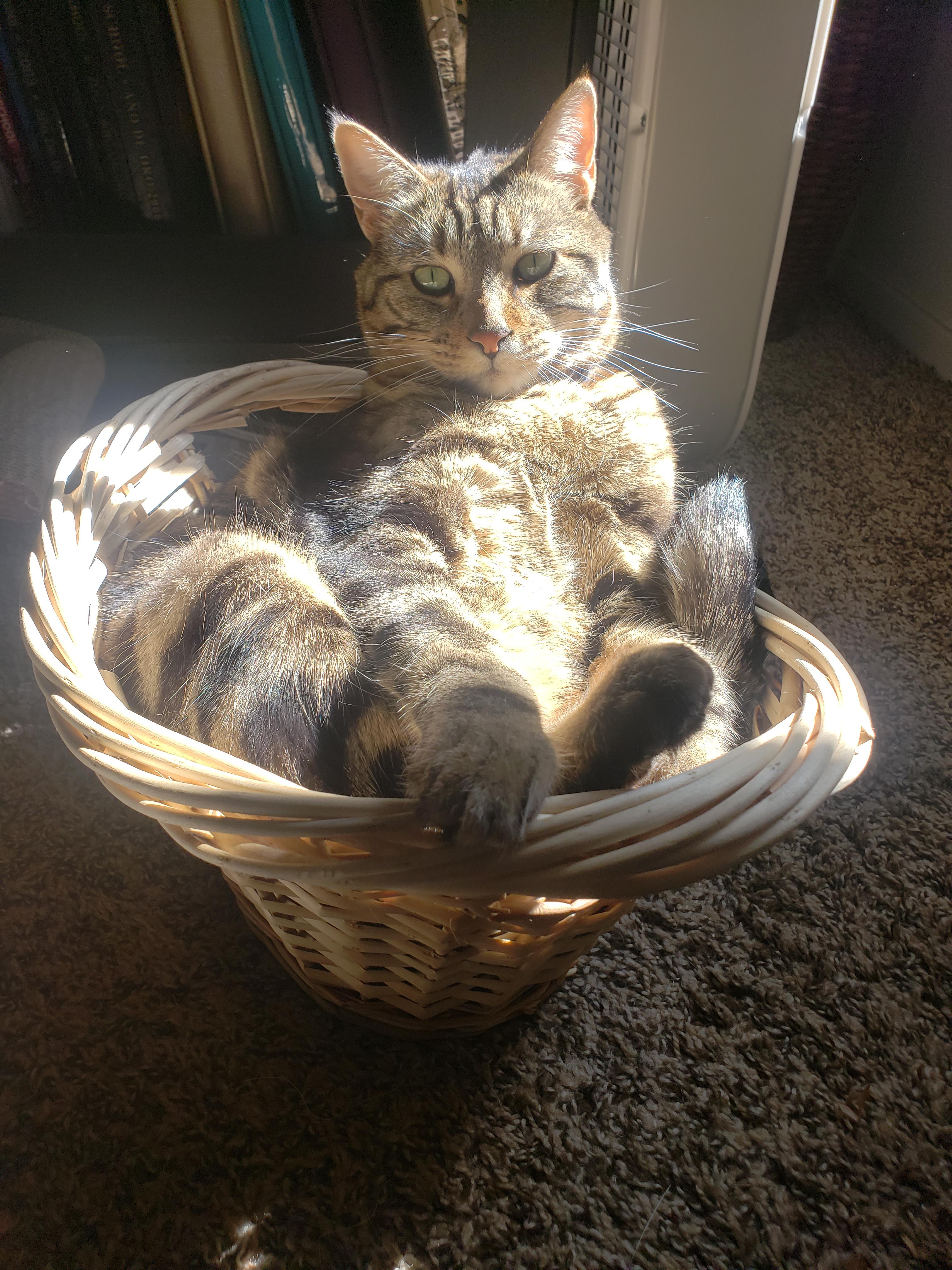 Linus in a basket | Scrolller