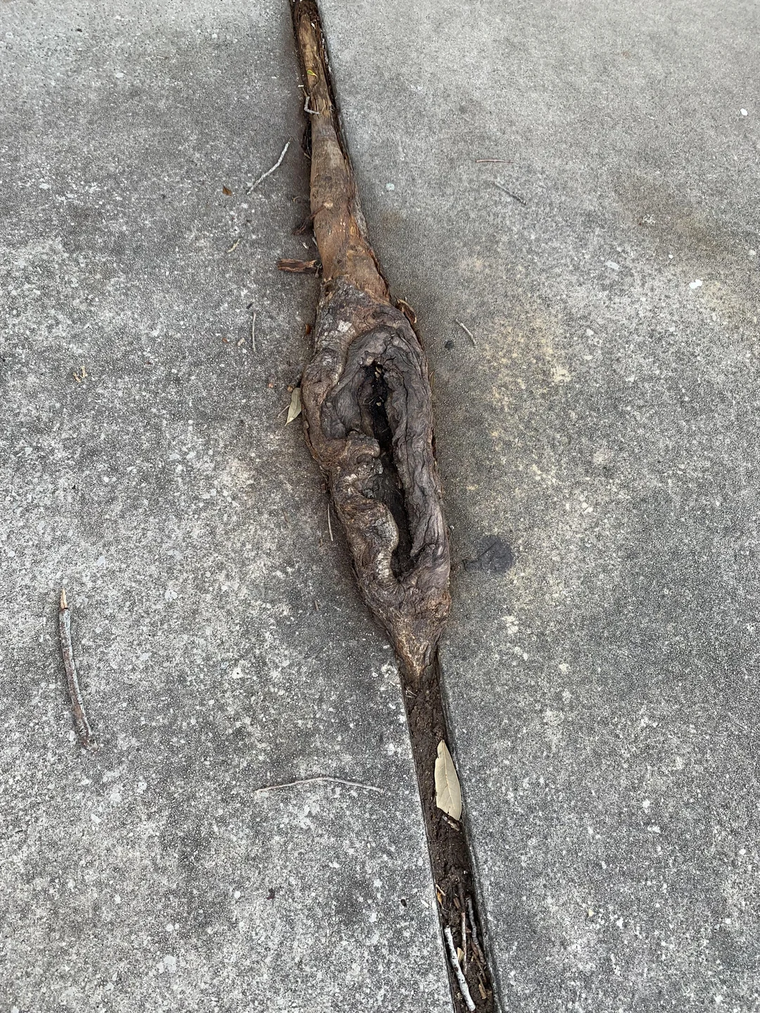 Wife pointed out this root in a crack on the sidewalk. | Scrolller
