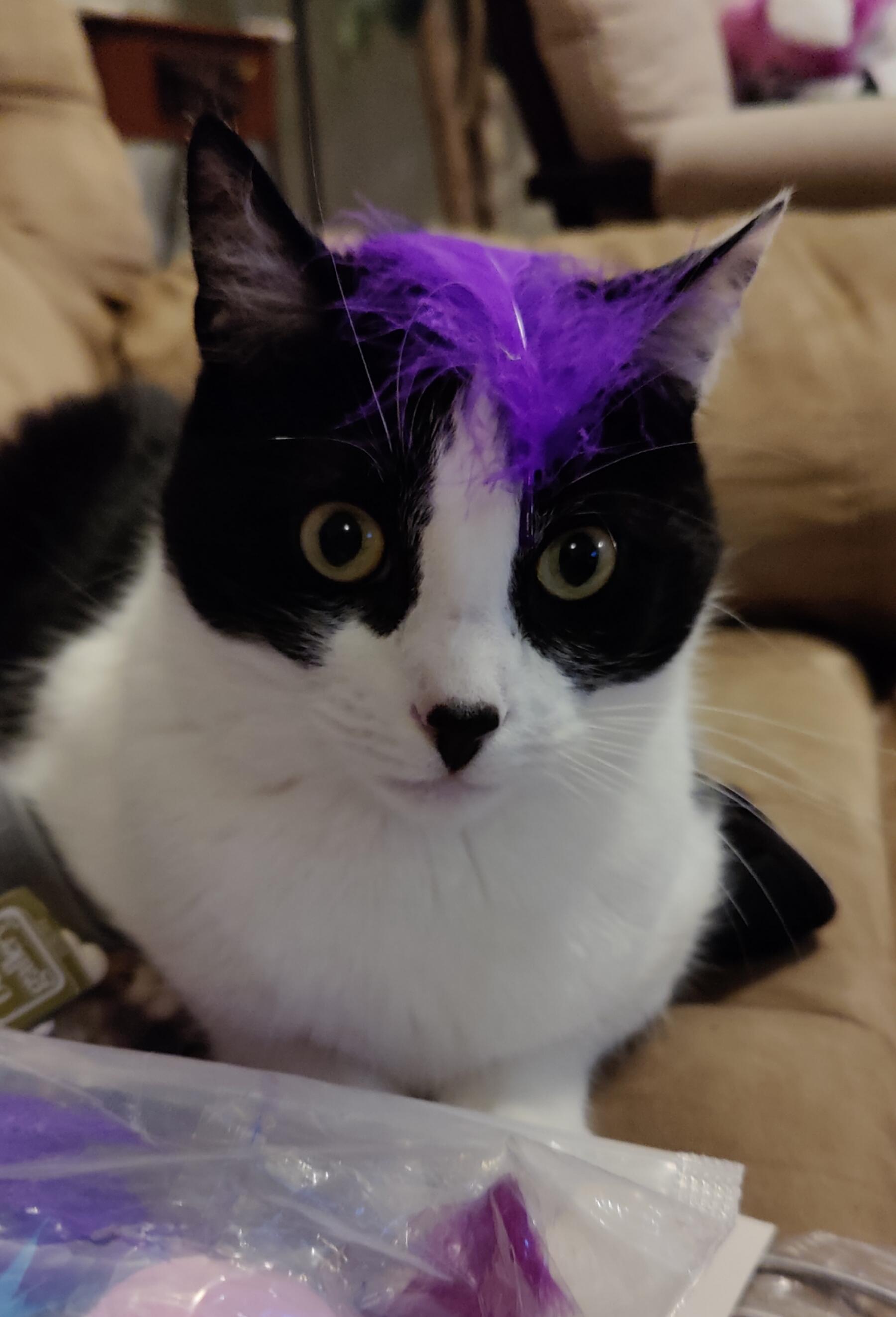 Morrigan gets away with so much because of the heart on her nose ...