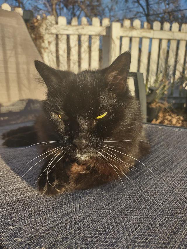 He's still majestic blep. | Scrolller