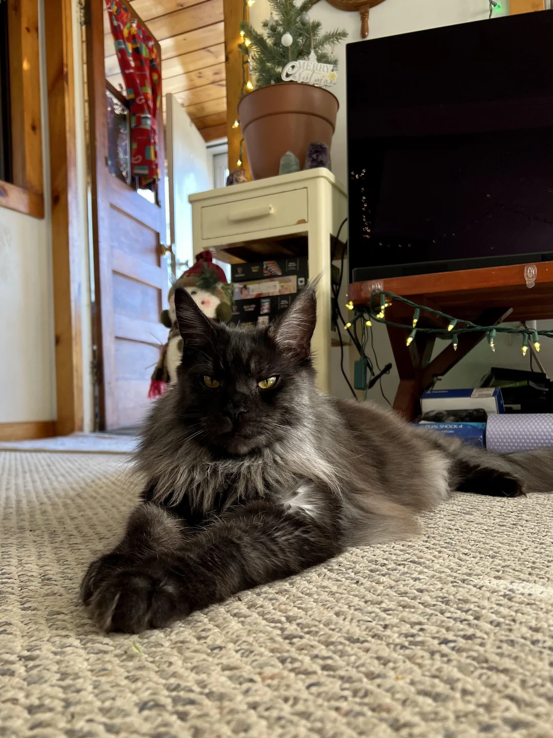 Advice on how to brush our girl effectively?? | Scrolller