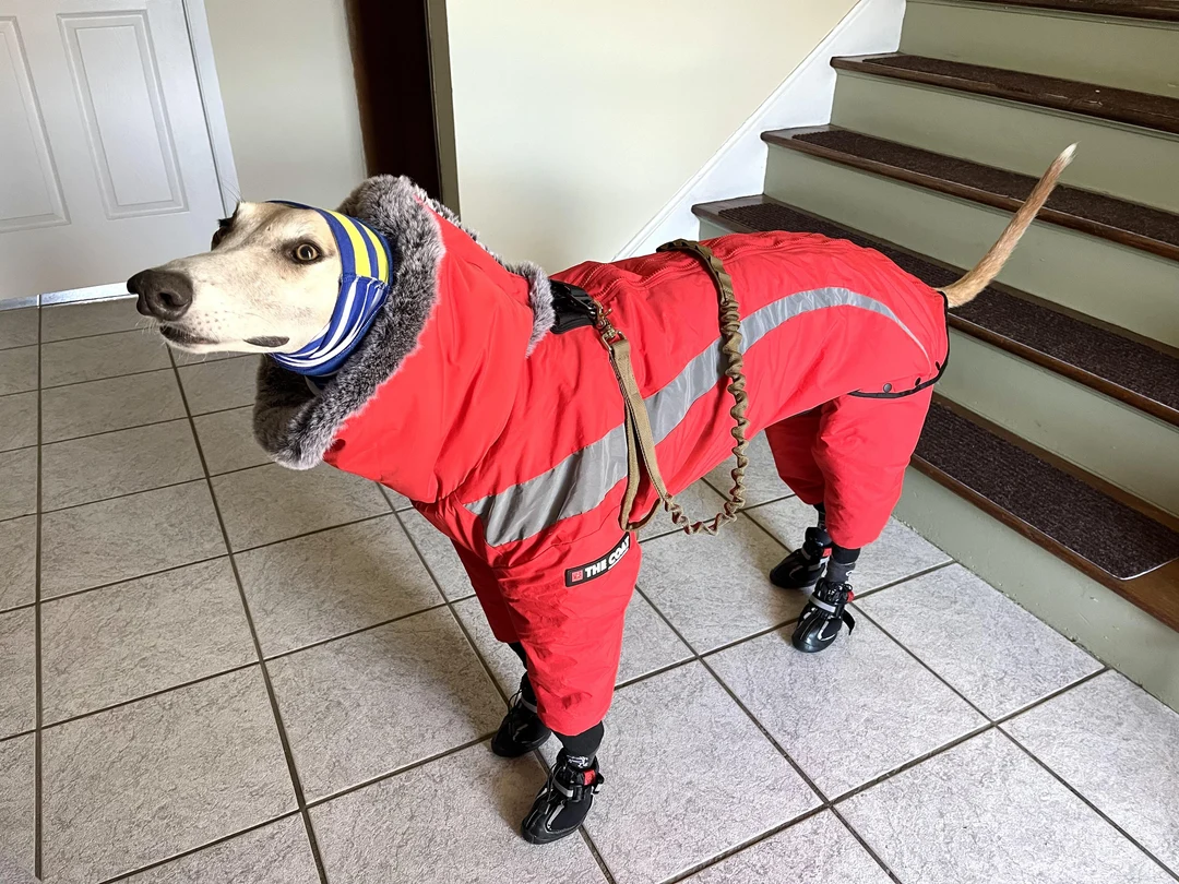 Reporting for doodie! 💩 | Scrolller