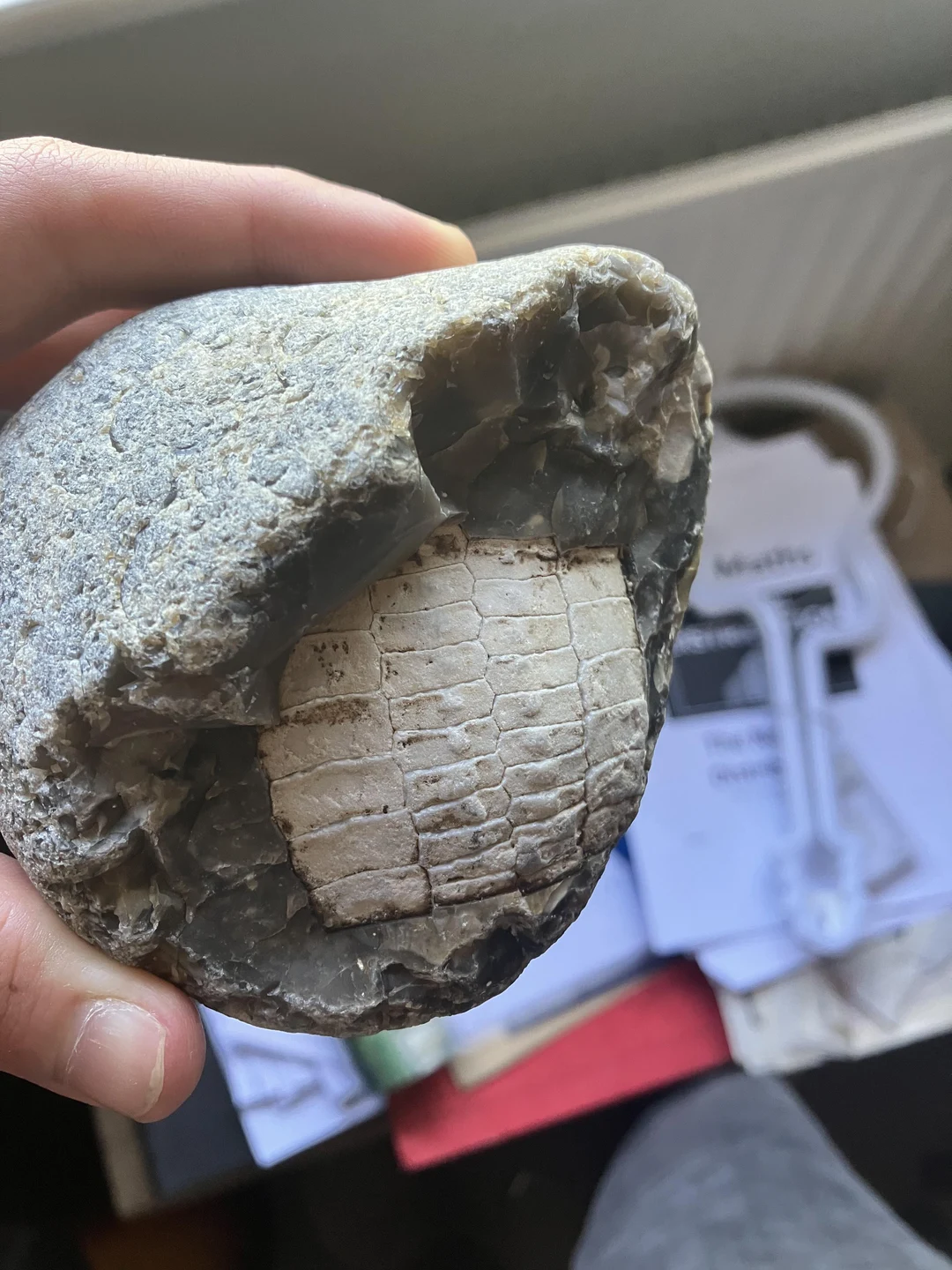 Identification please | Scrolller