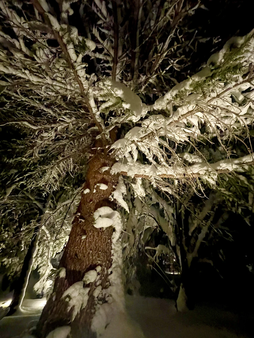 Gorgeous Snowy Lit Tree | Scrolller