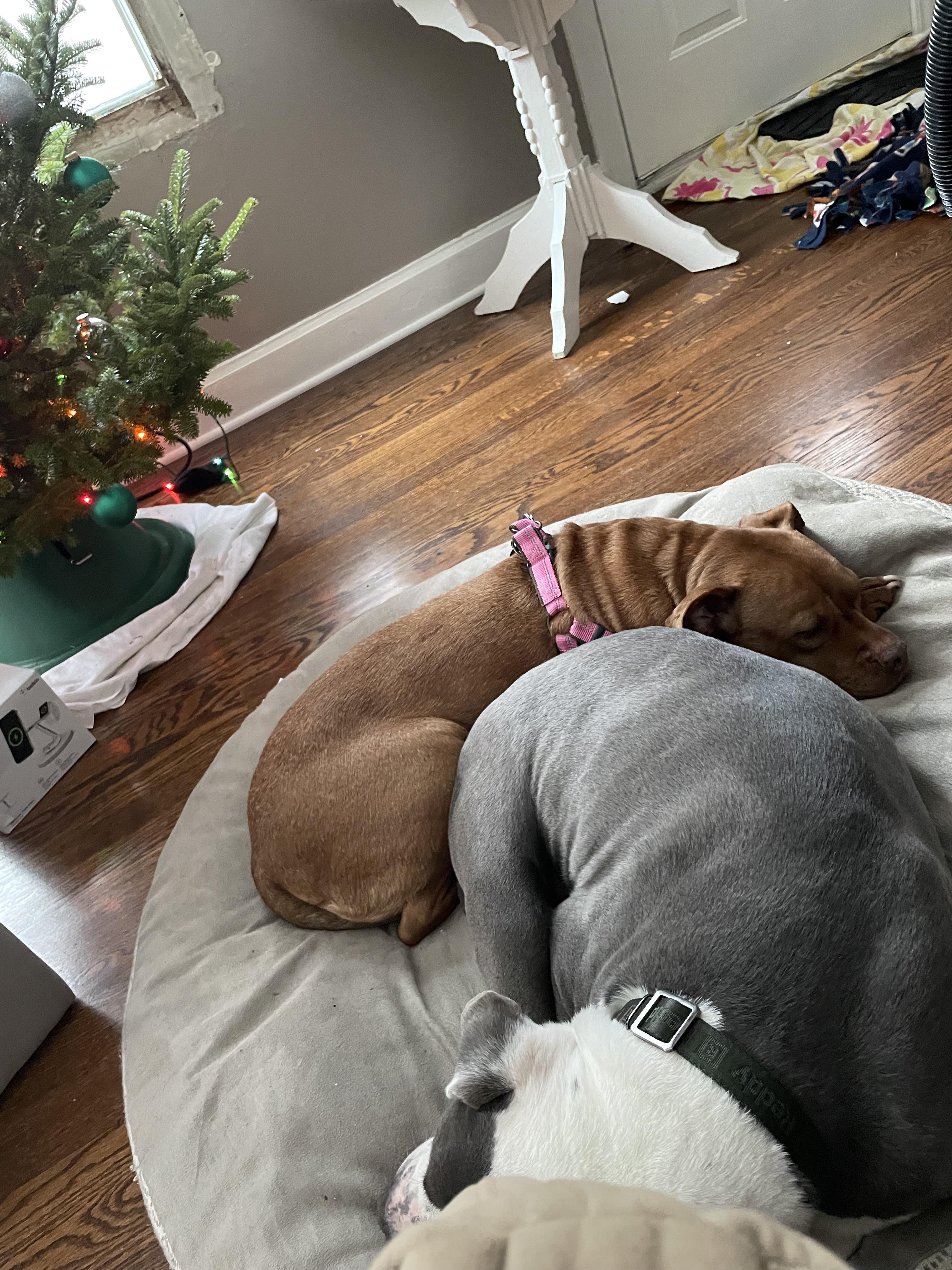 Newest family member. | Scrolller