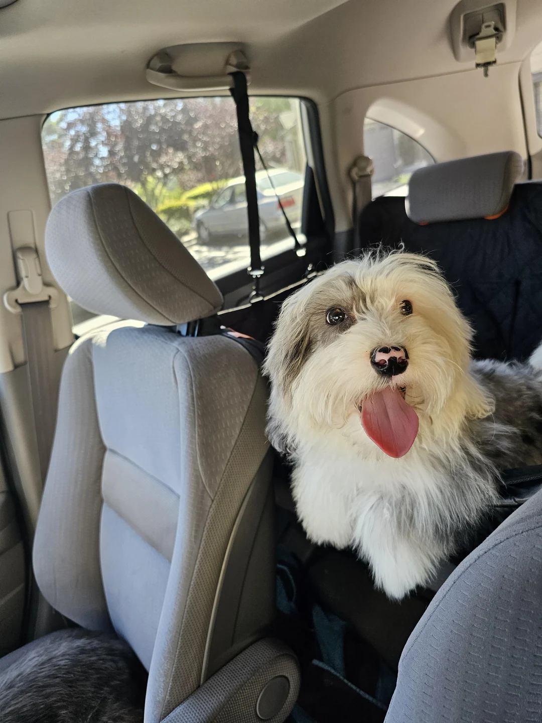 Meet Luna | Scrolller