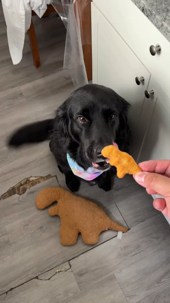 Truffle and Her Chicken Nugget | Scrolller