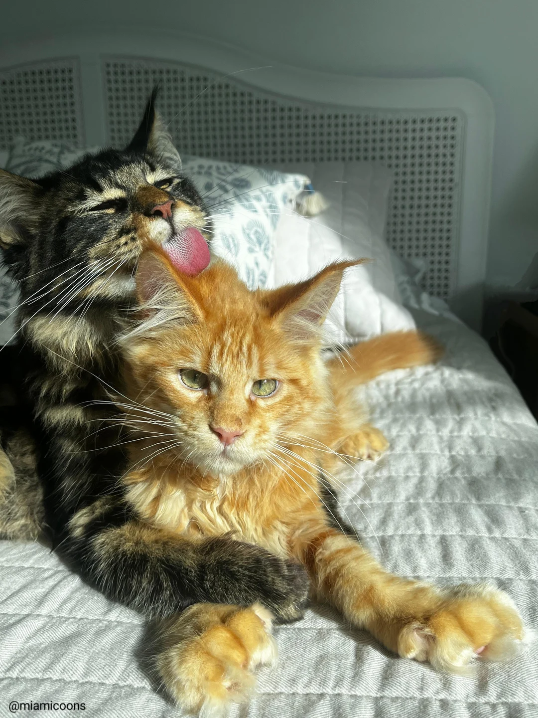 Meet Figaro & Dexter 🐈‍⬛🐈 | Scrolller