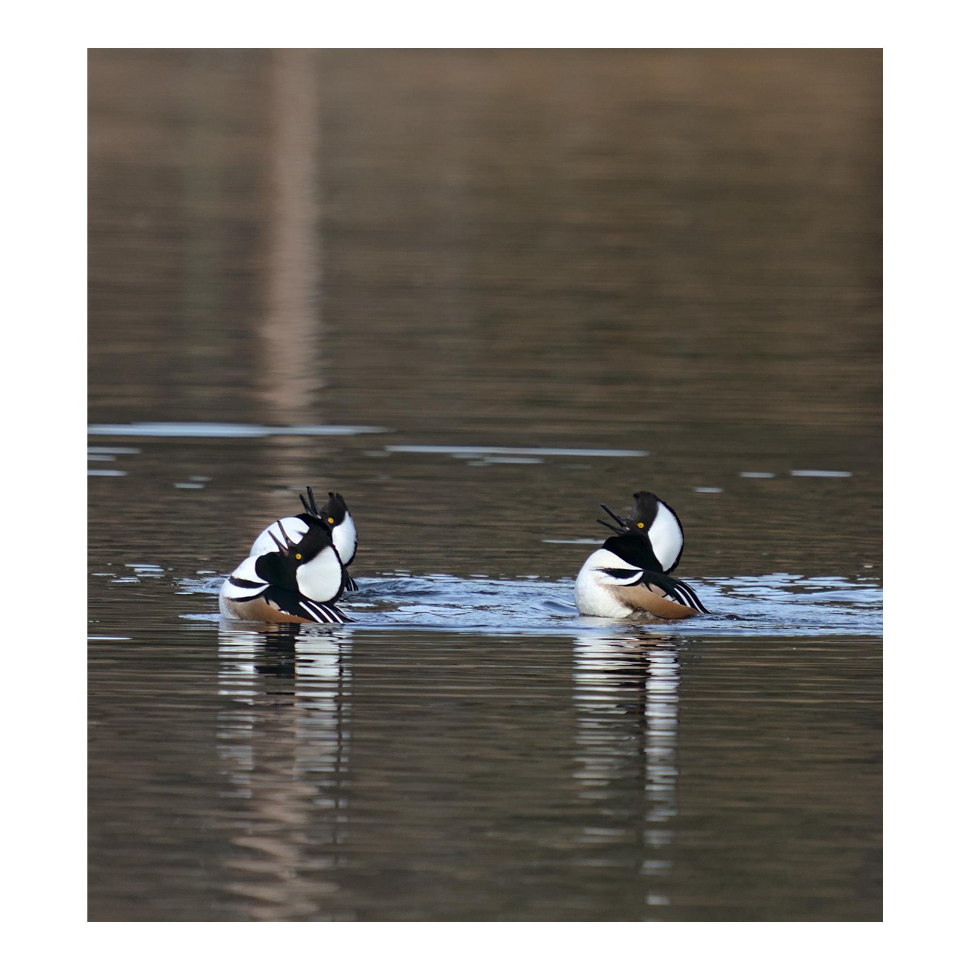 Hooded Mergansers in sync | Scrolller