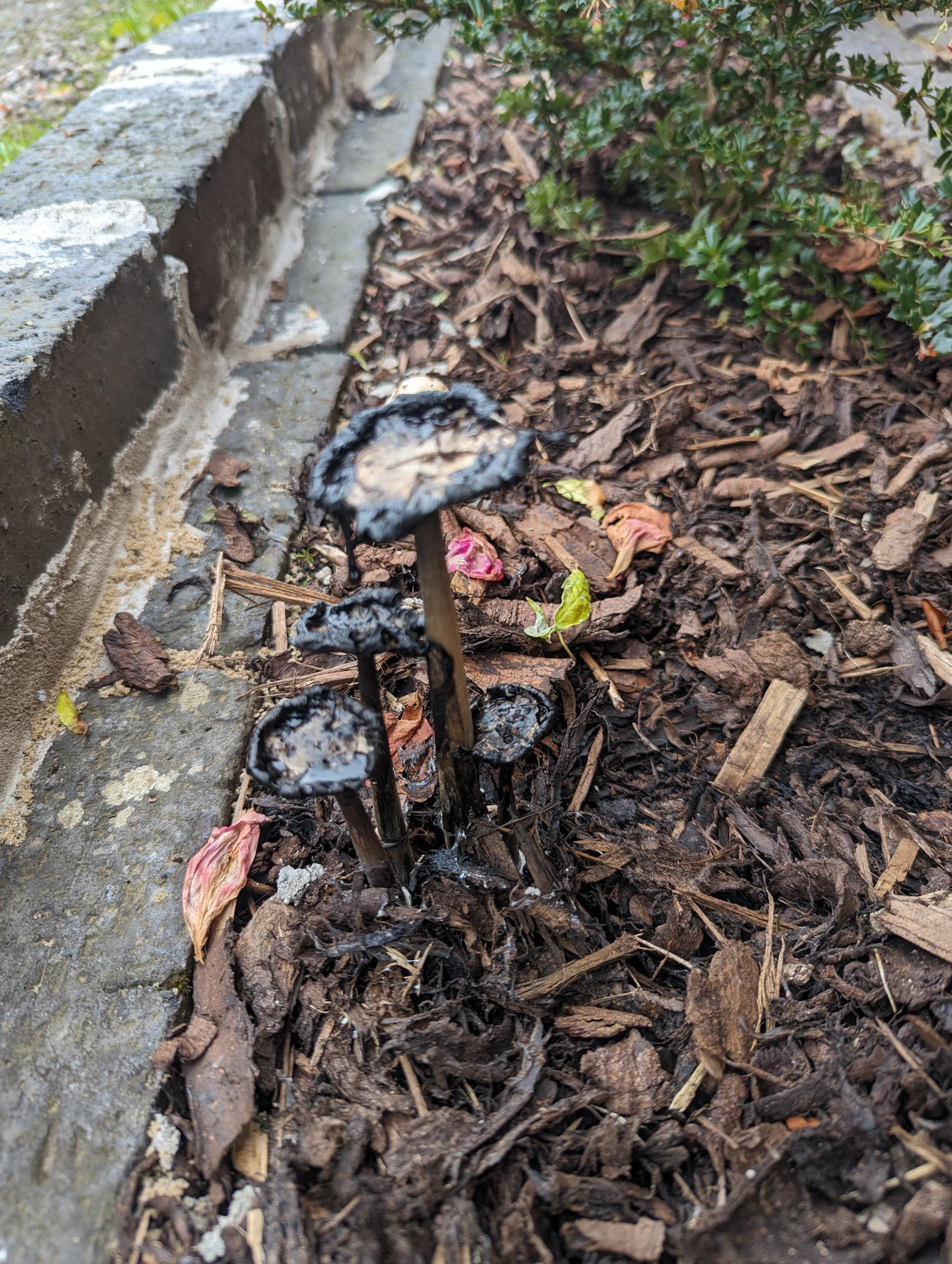 What is this and is it safe for pets? | Scrolller