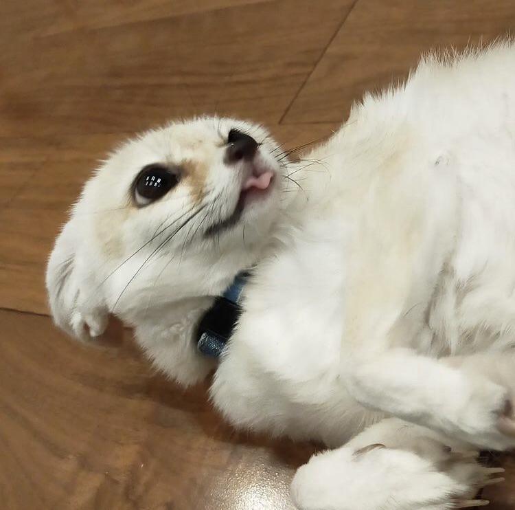 Mlem | Scrolller