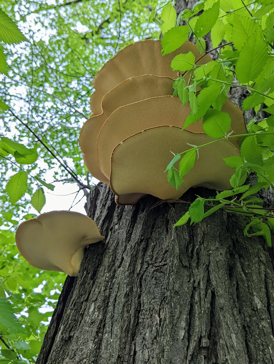 Dryad’s Saddle? Some kind of bracket fungus anyway. Grant Park, Chicago [OC] | Scrolller