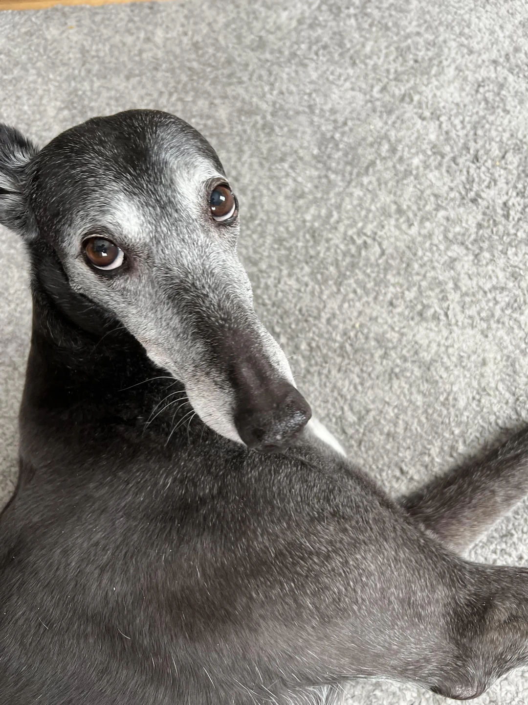 Please resume petting me | Scrolller