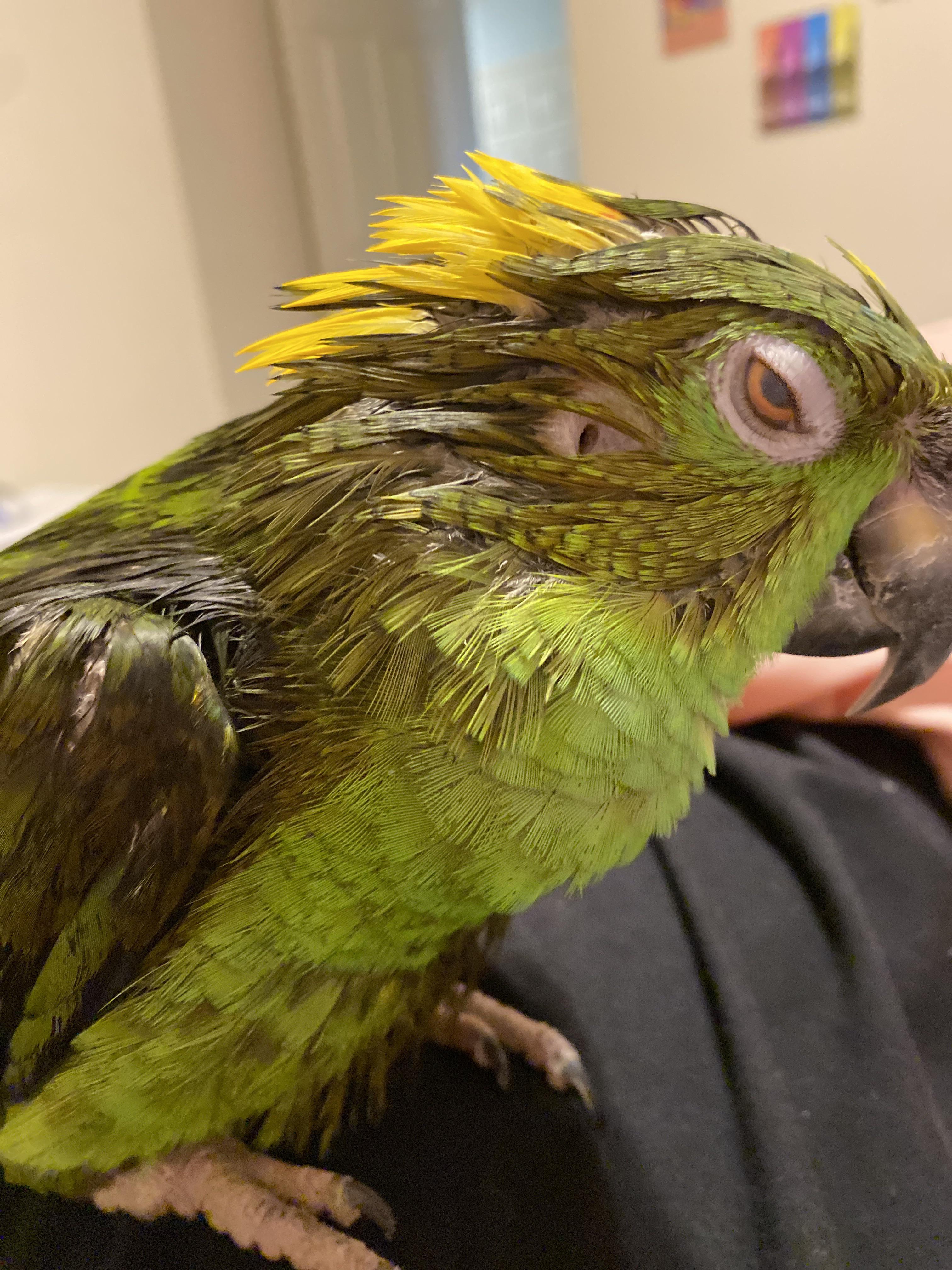 wet birb | Scrolller