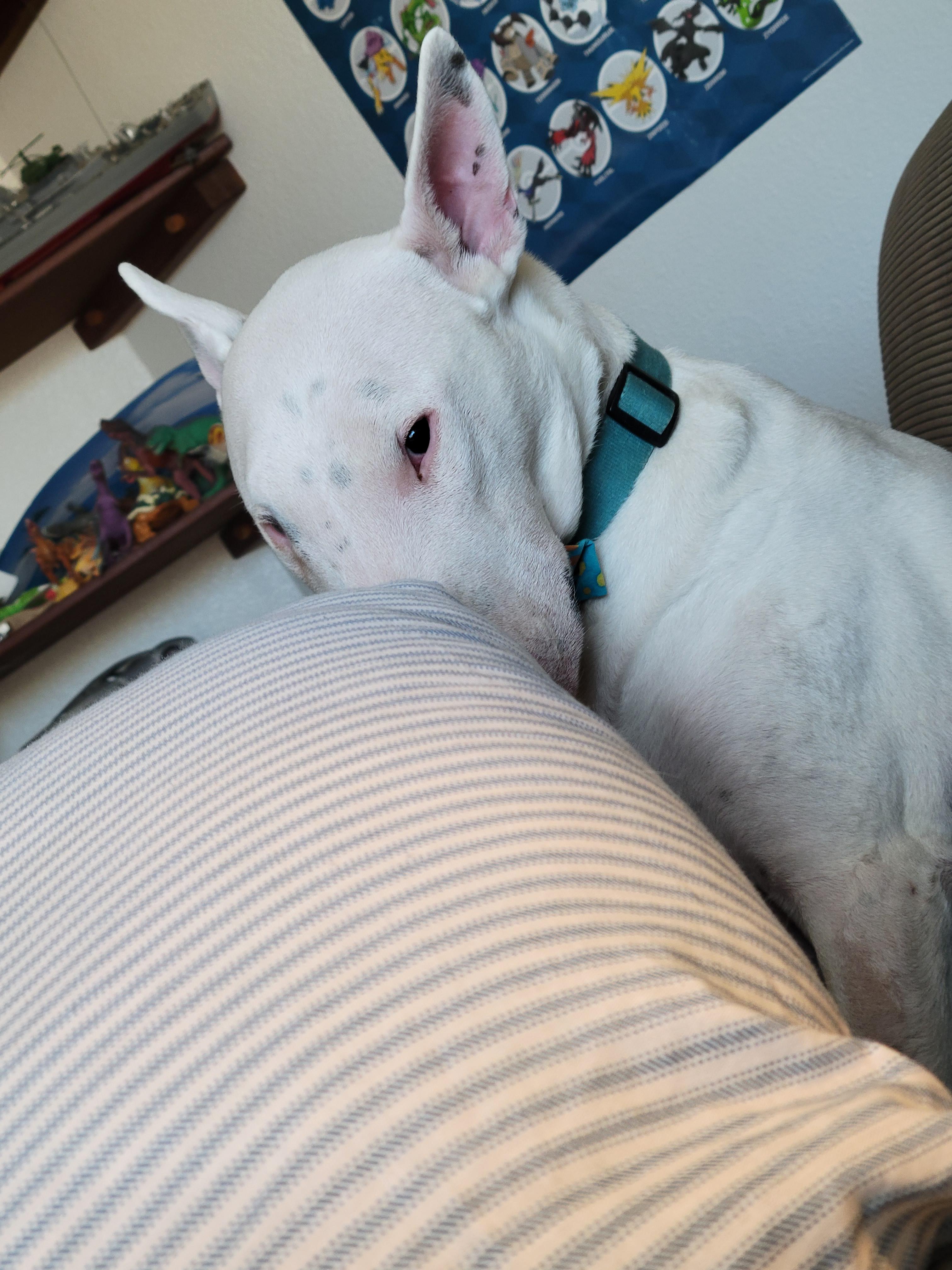 (OC) What's his problem | Scrolller