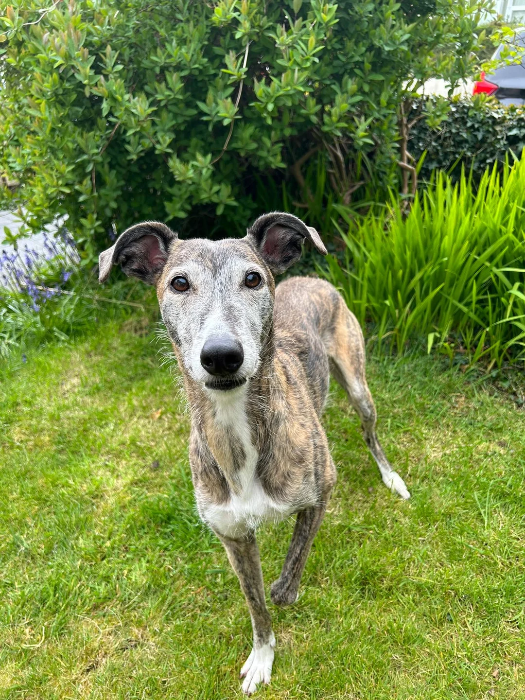 Naughty ears | Scrolller