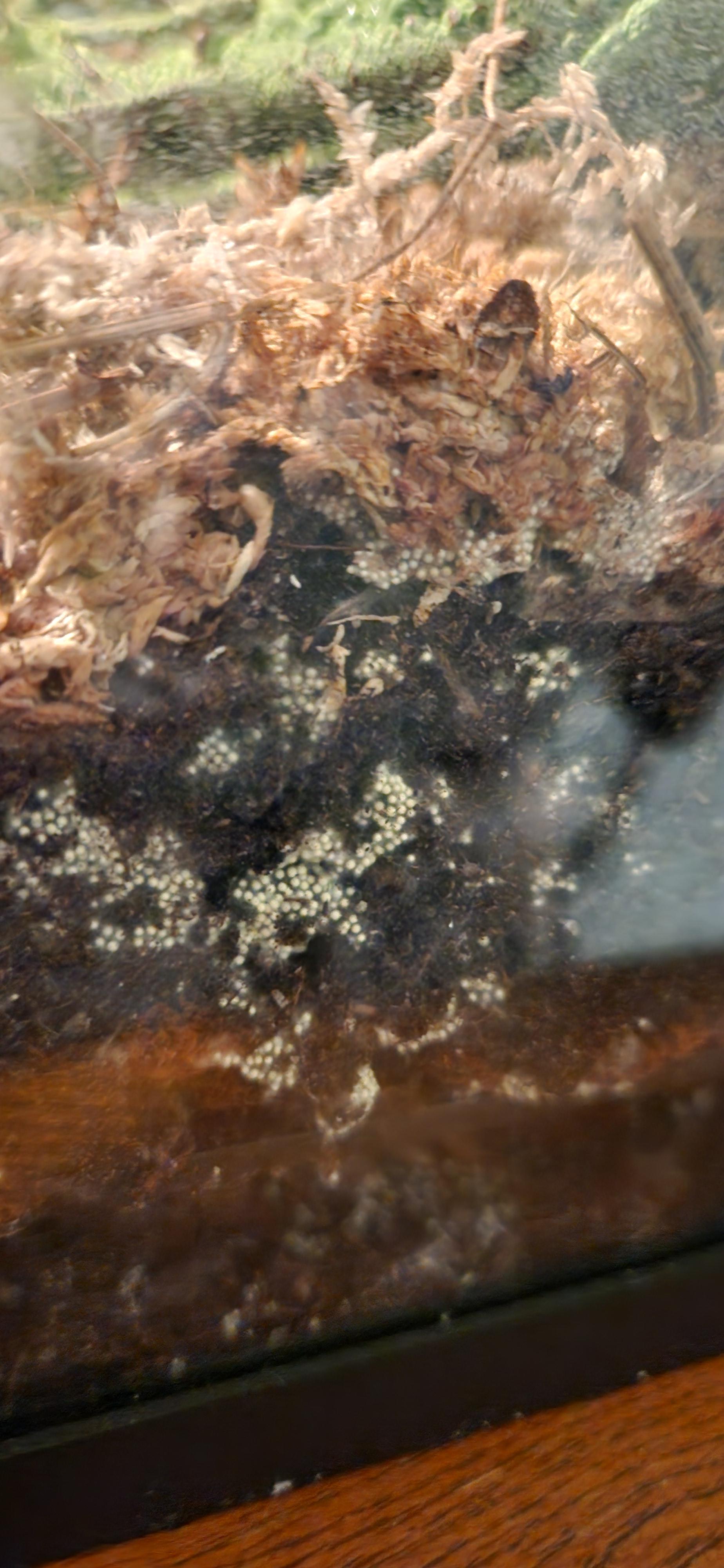 What are these in our bioactive | Scrolller