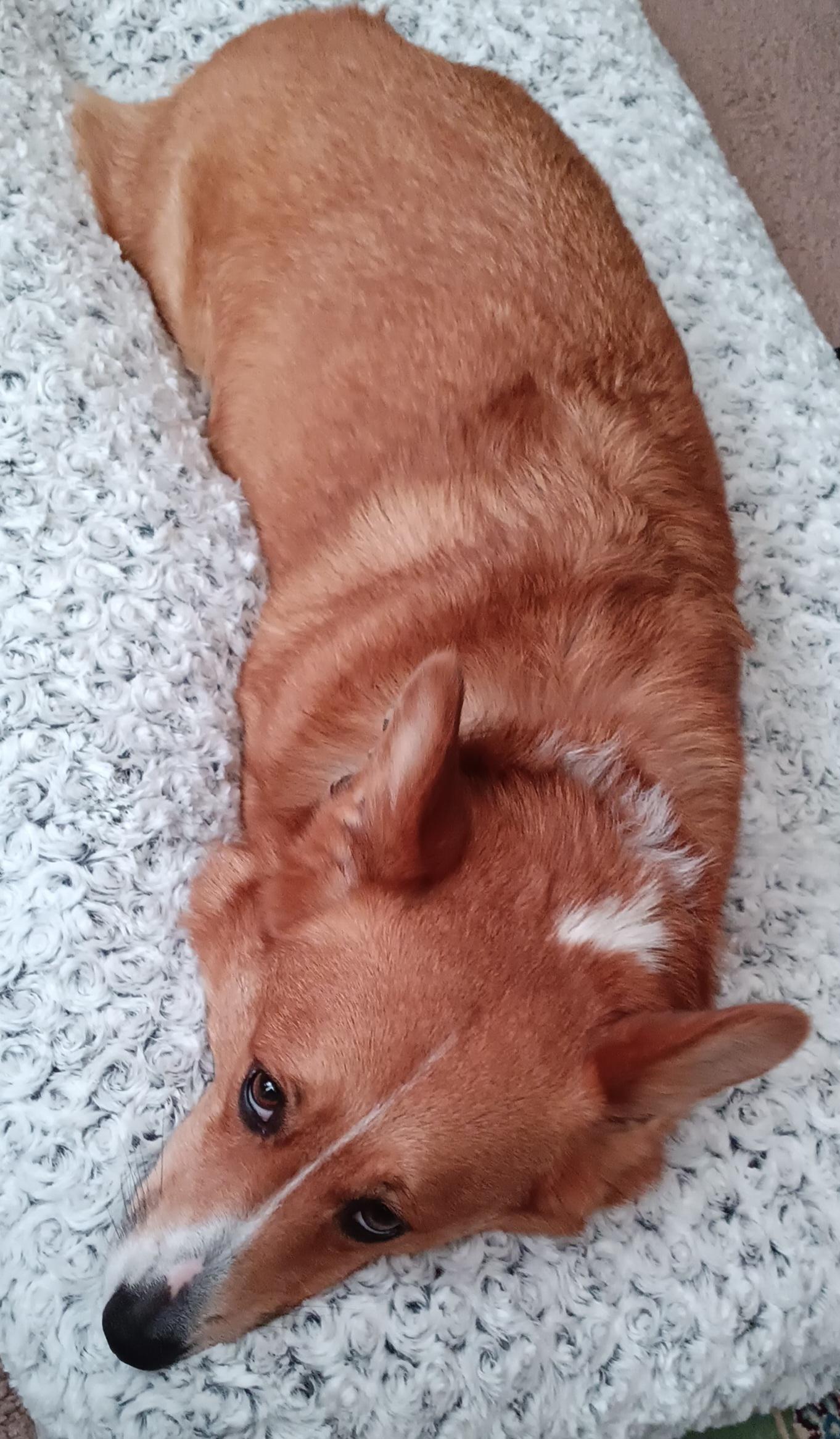 Corgi Loaf | Scrolller