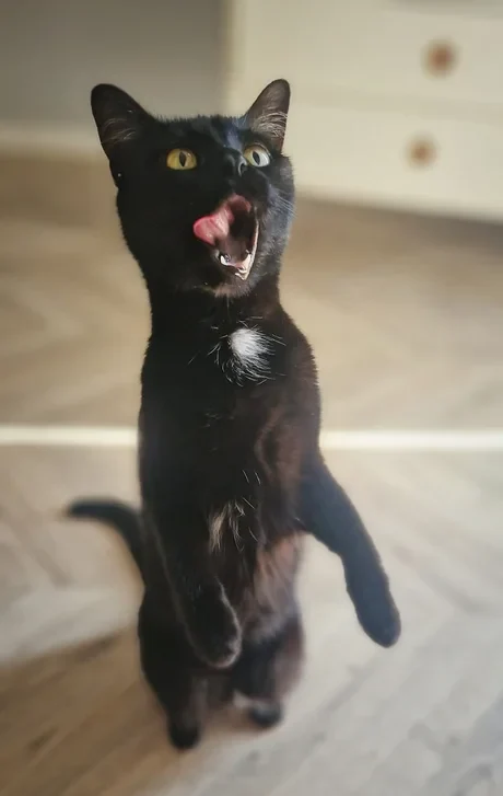 Dinosaur relative | Scrolller