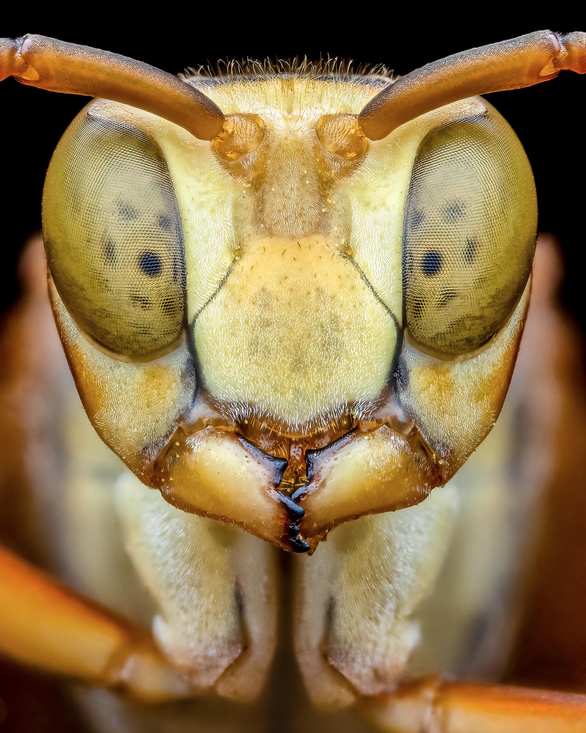 Yellow paper wasp (handheld stack, living subject) | Scrolller