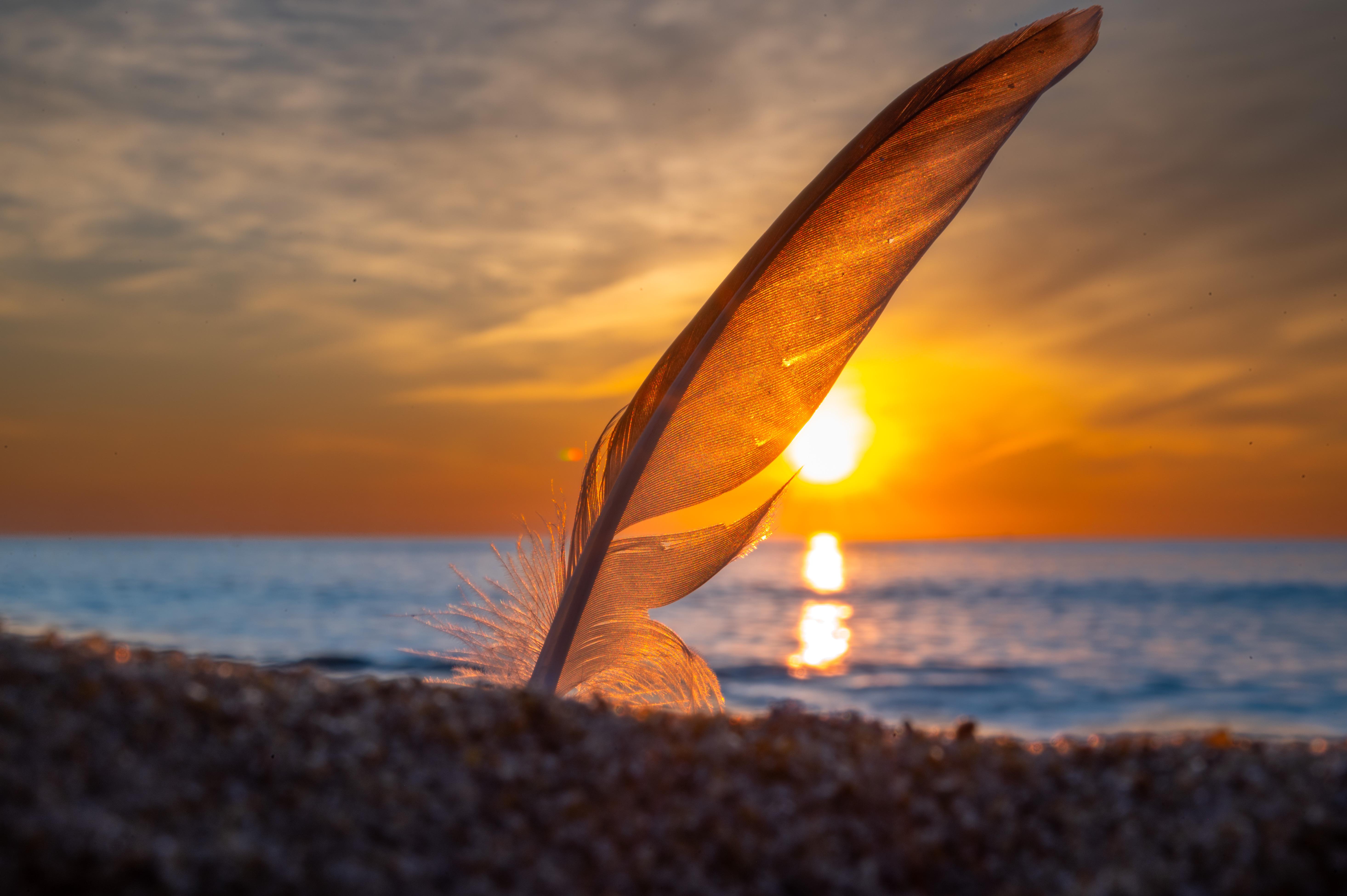 Sunrise feather | Scrolller