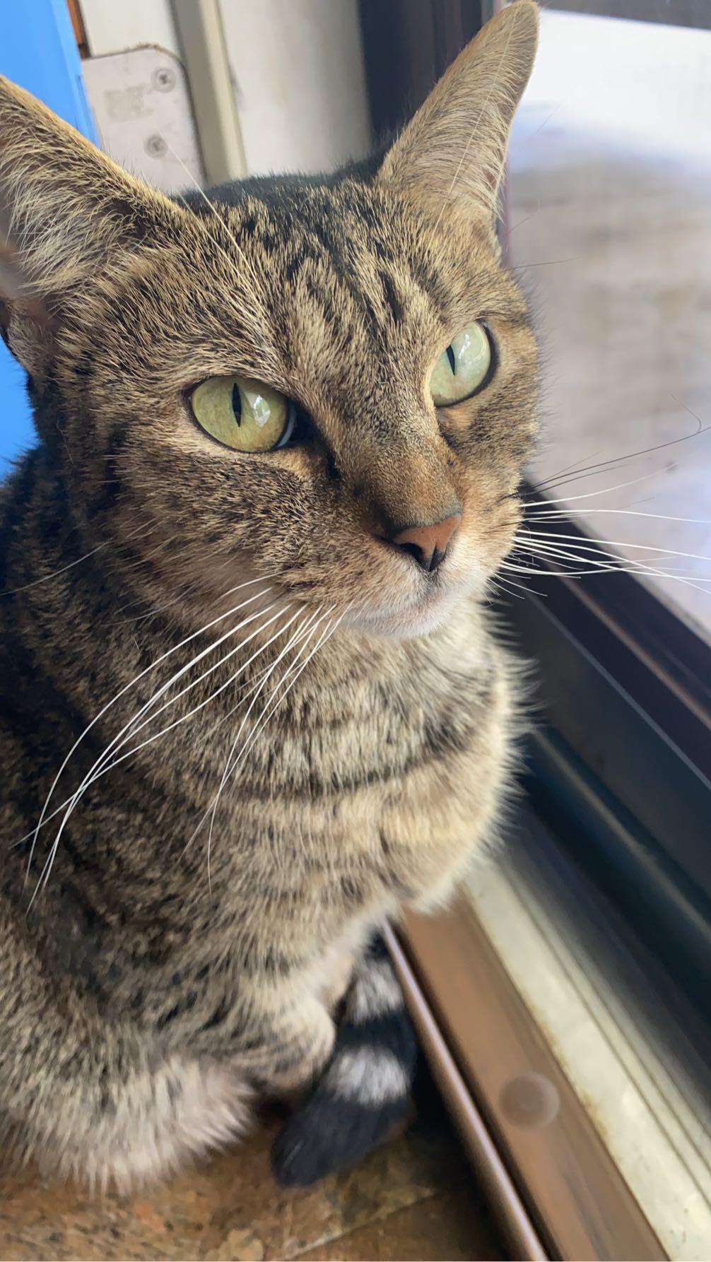 Meet Dora Scrolller