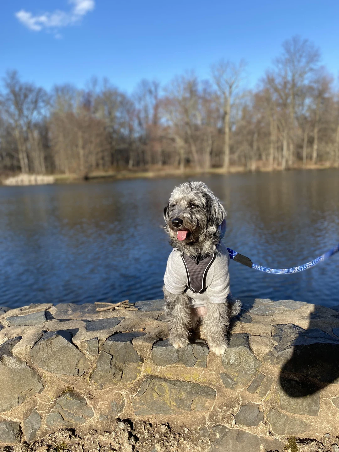 First time she saw geese! | Scrolller