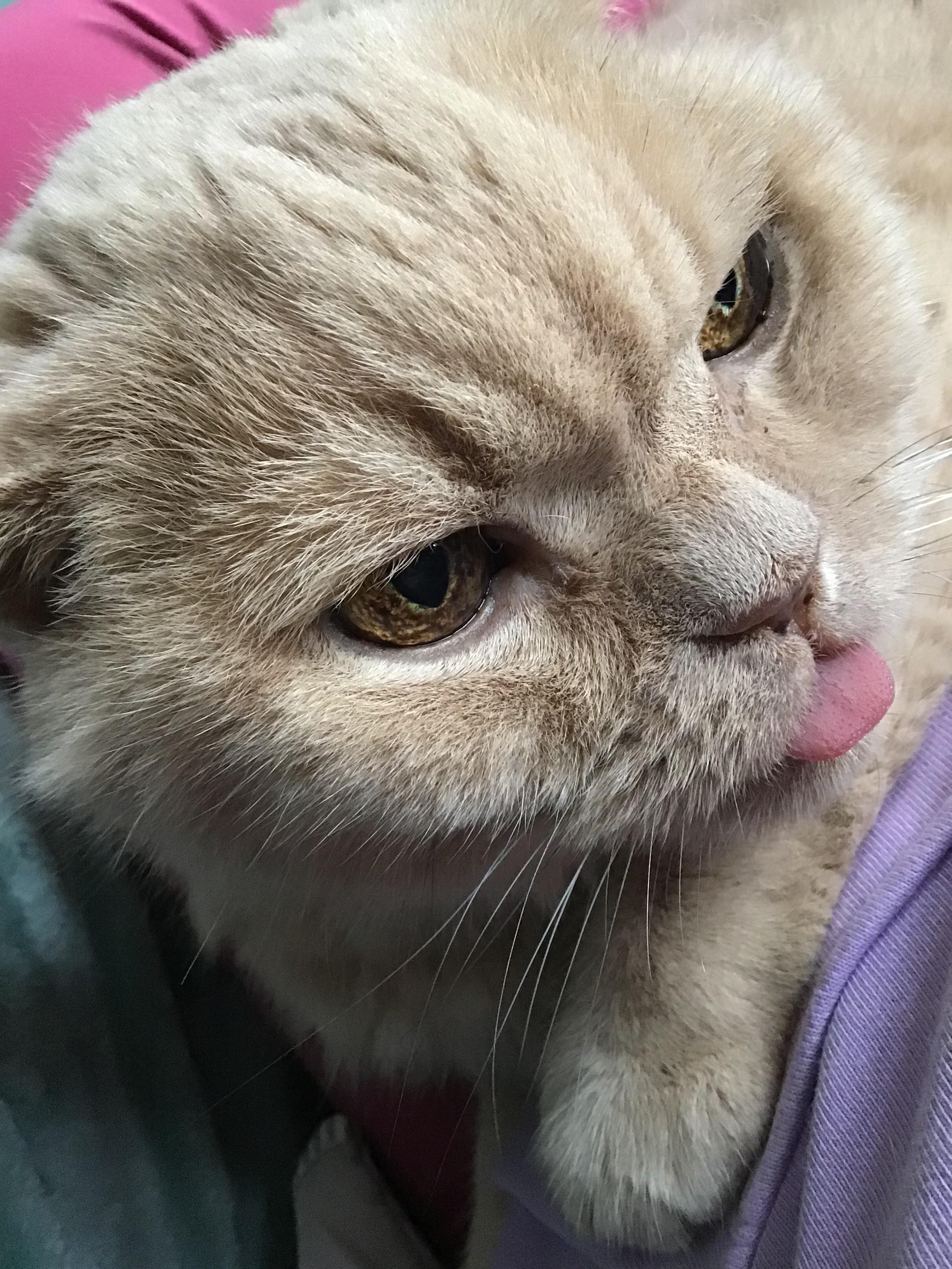 Sweet Seventeen and still King of the Bleps | Scrolller