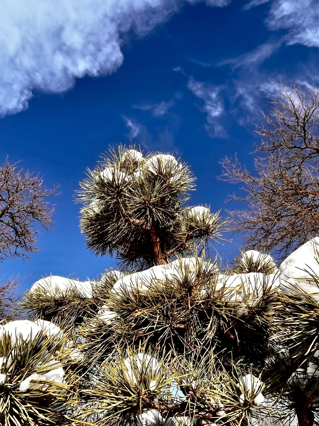 A snowy Torrey pine | Scrolller