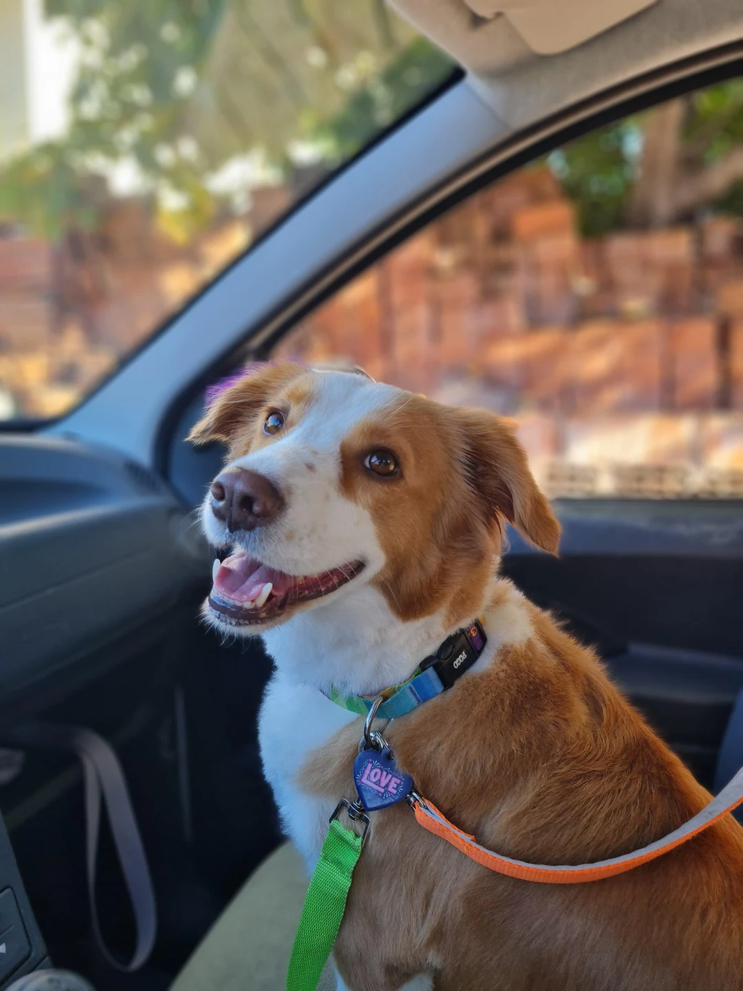 After first grooming | Scrolller