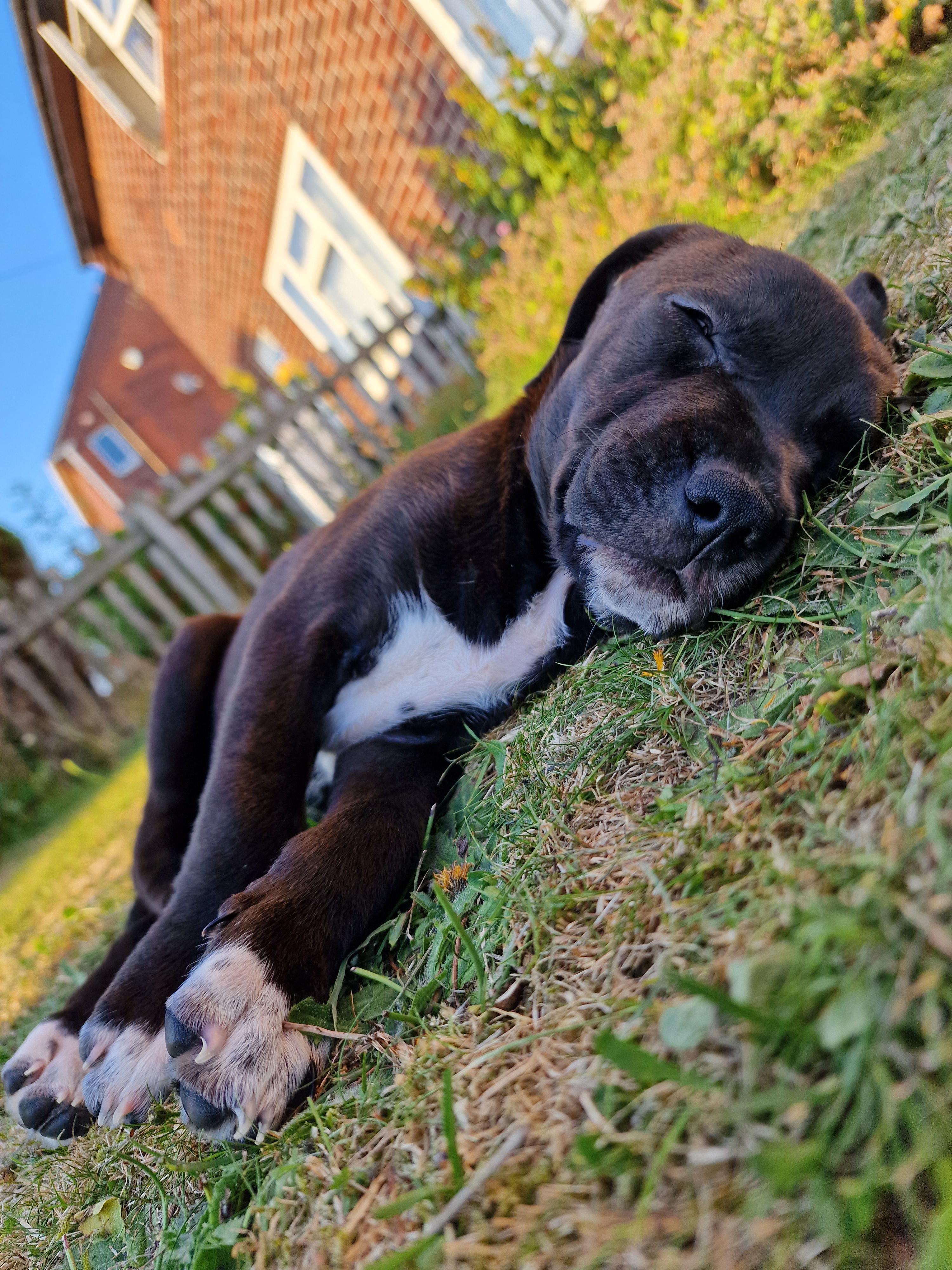 Discover more like Lookatmydog: All tuckered out. and Related Content | Scrolller