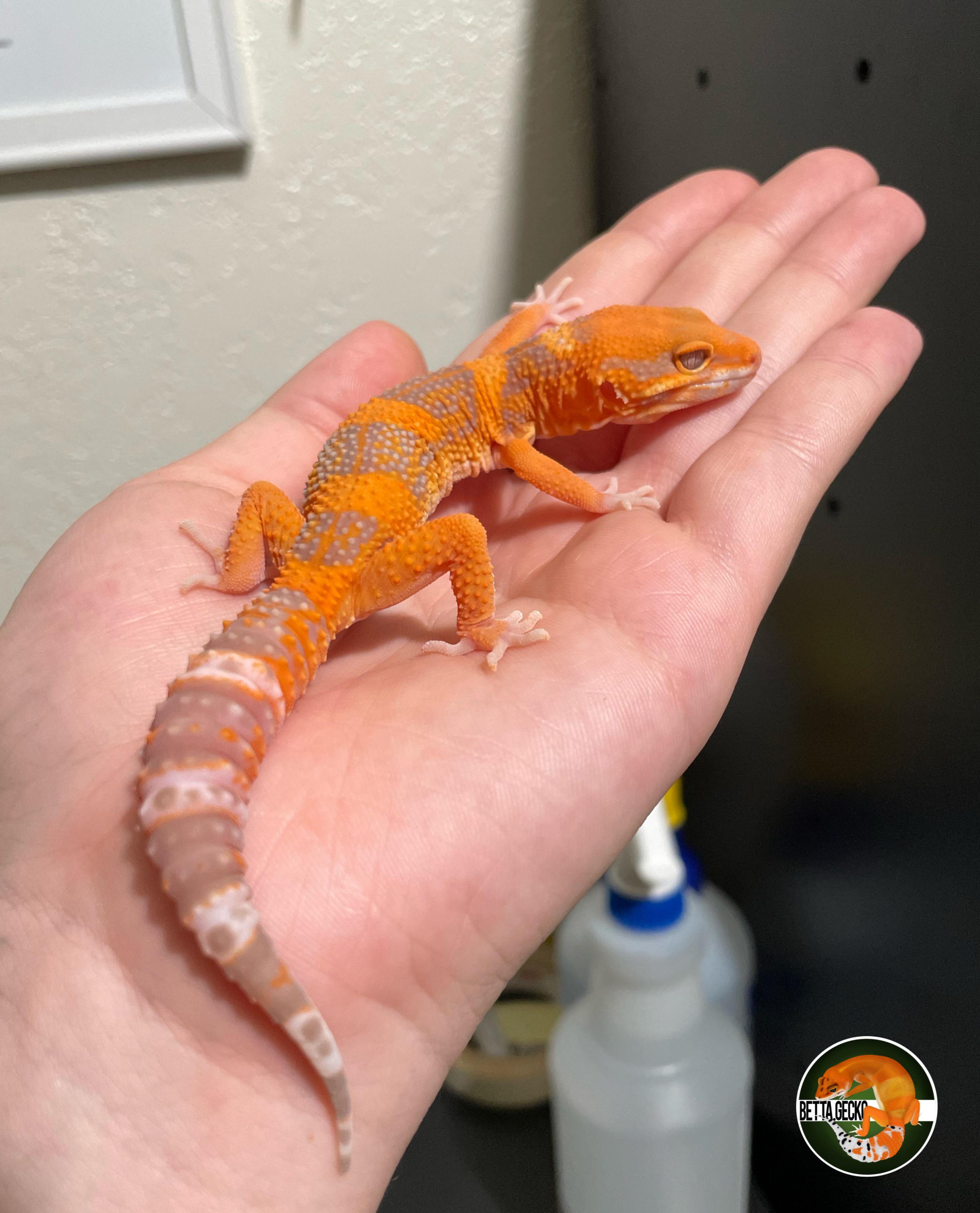 [OC] Loving the pattern and color on this GGG Tremper Albino Leopard Gecko holdback🥲🦎 | Scrolller
