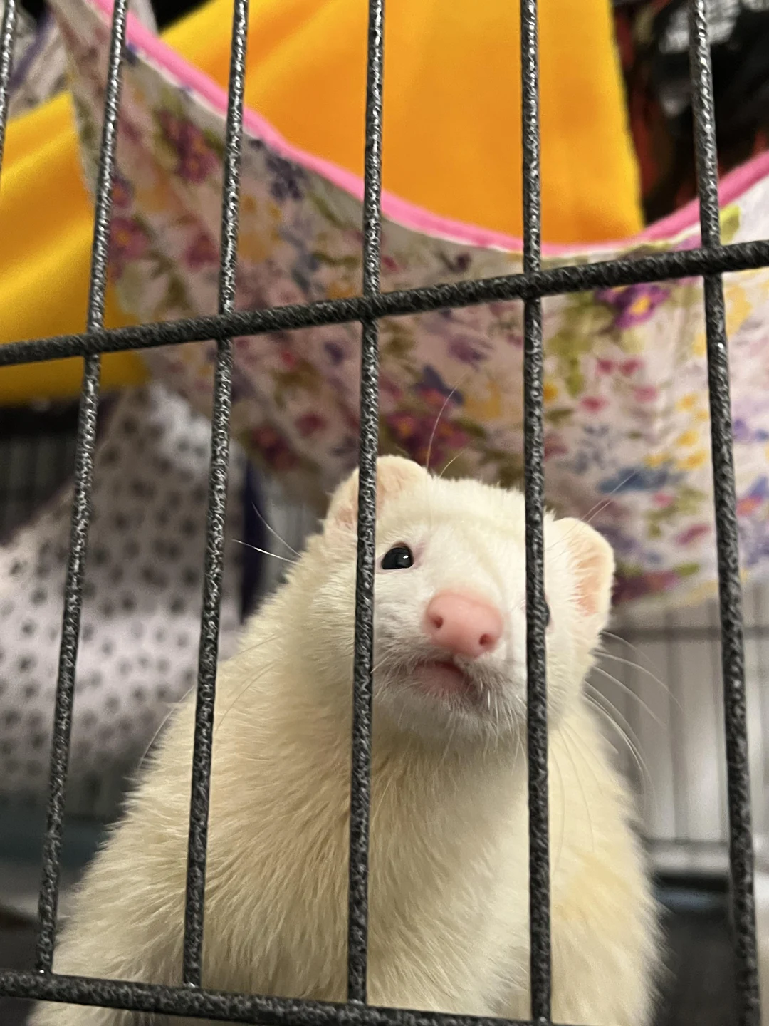 Nacho 🧀 | Scrolller