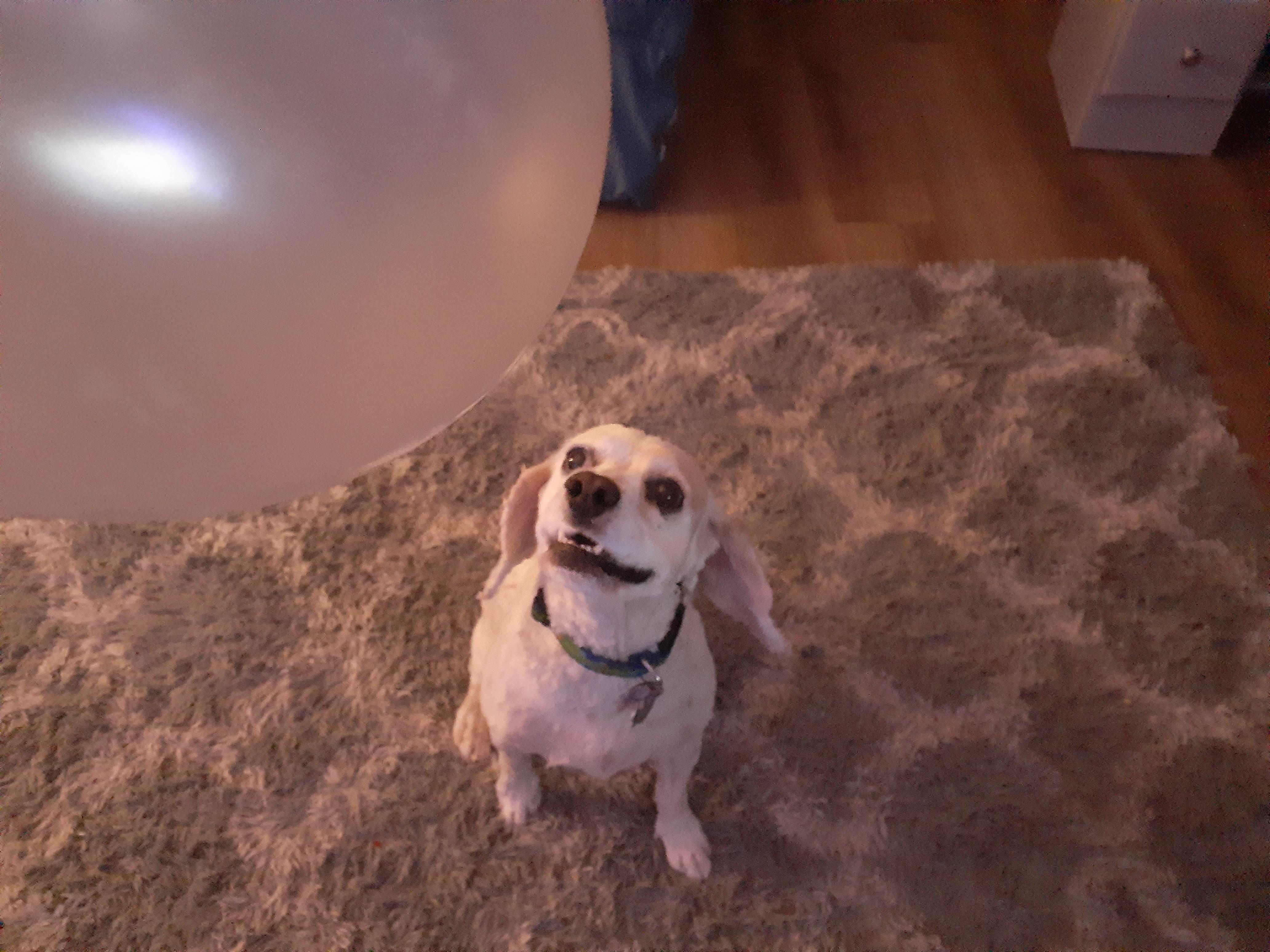 Derpy Balloon Ball Dog | Scrolller