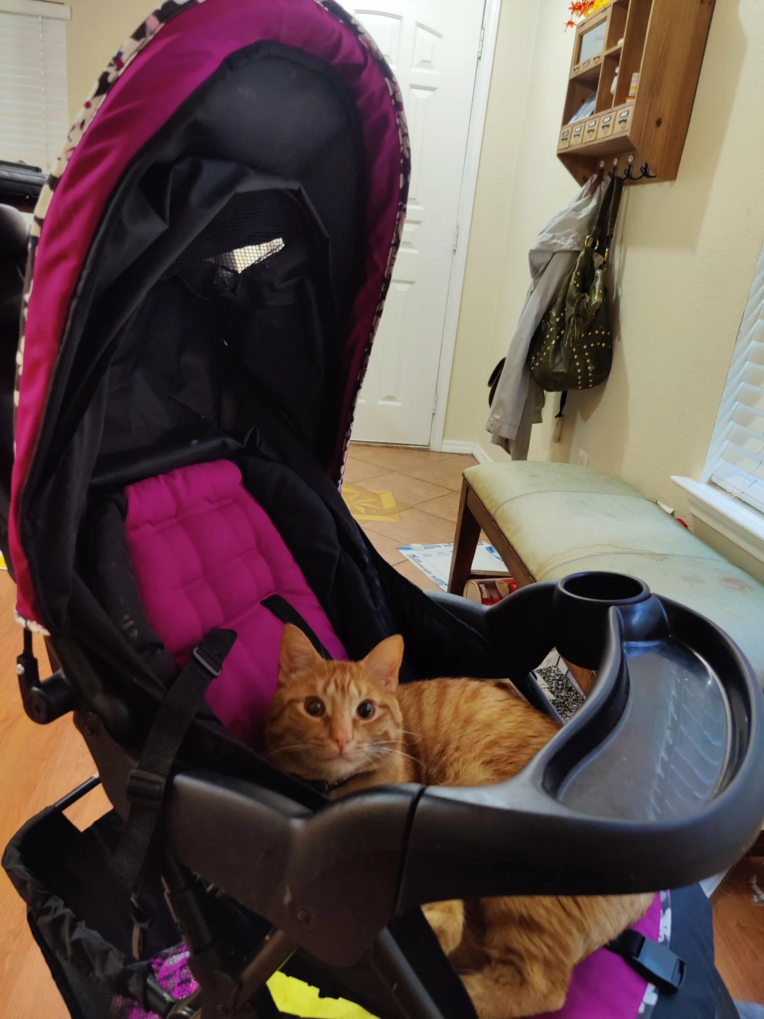 Unintentional cat trap caught one! | Scrolller