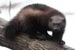 Has anyone spotted or heard about Wolverines in Michigan? | Scrolller