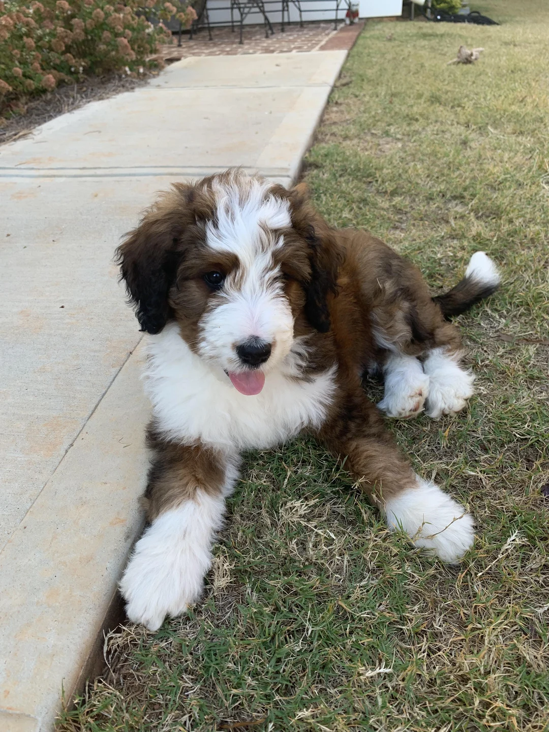 First Pup | Scrolller